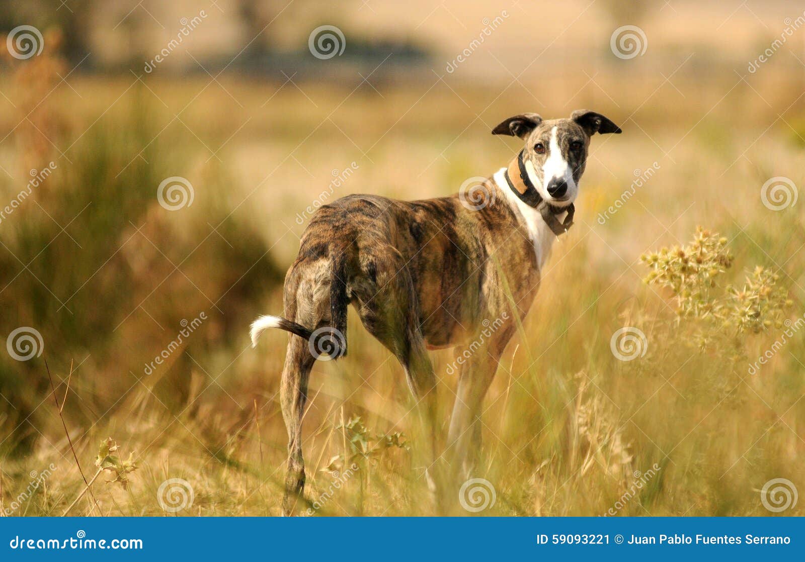 Galgo stock image. Image of river, prey, buzzard, poses - 59093221
