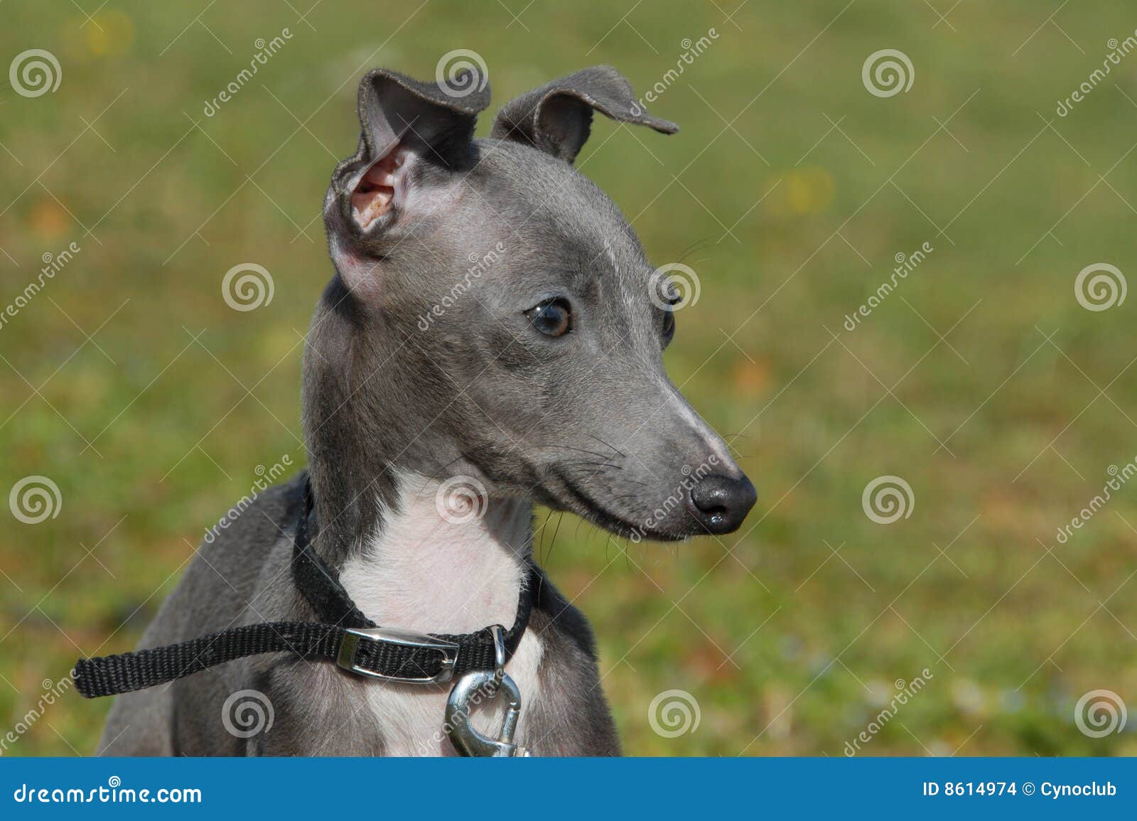 Galgo Italiano Do Filhote De Cachorro Foto de Stock - Imagem de ...