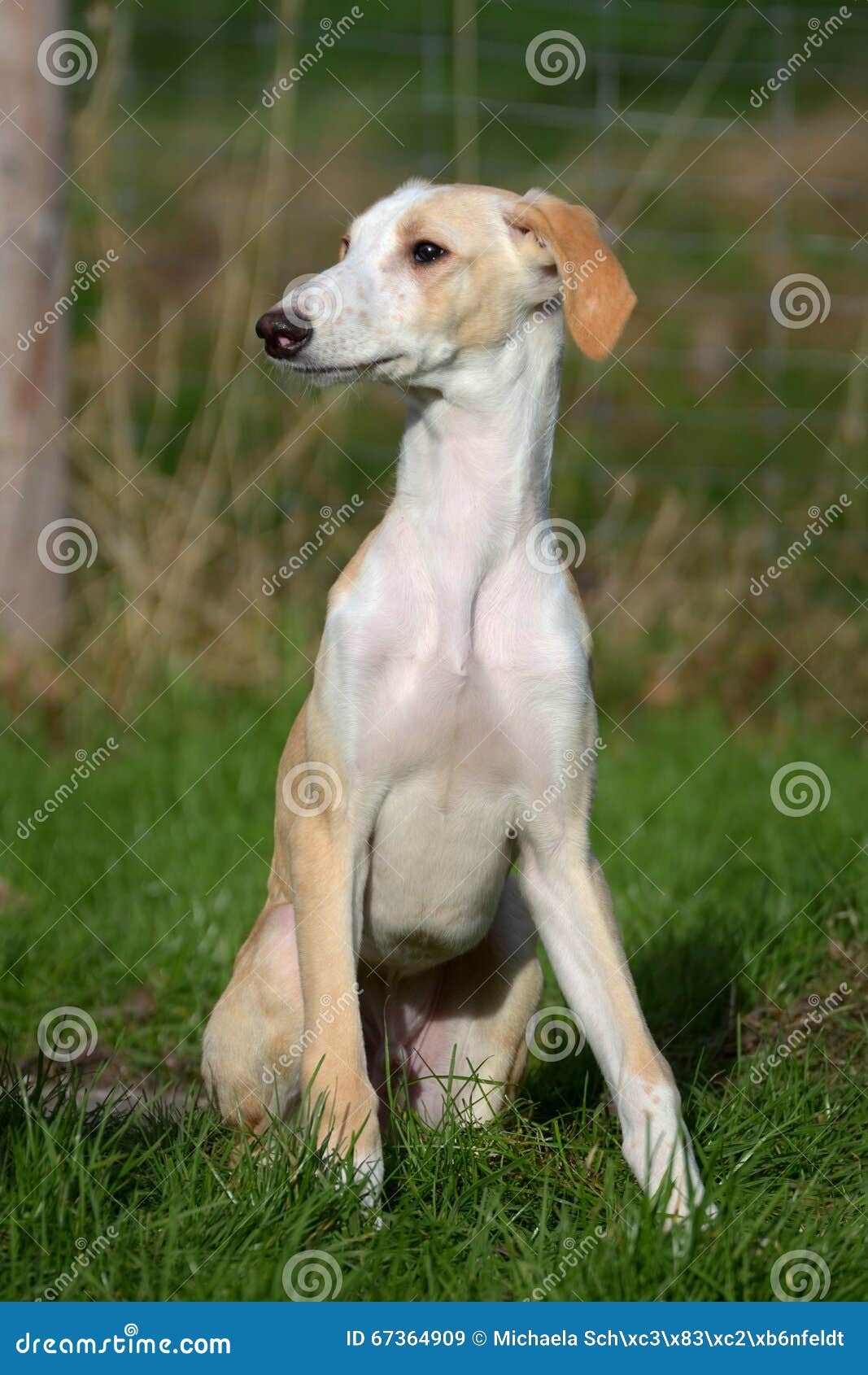 Galgo Puppy stock image. Image of puppy, spanish, portrait - 67364909