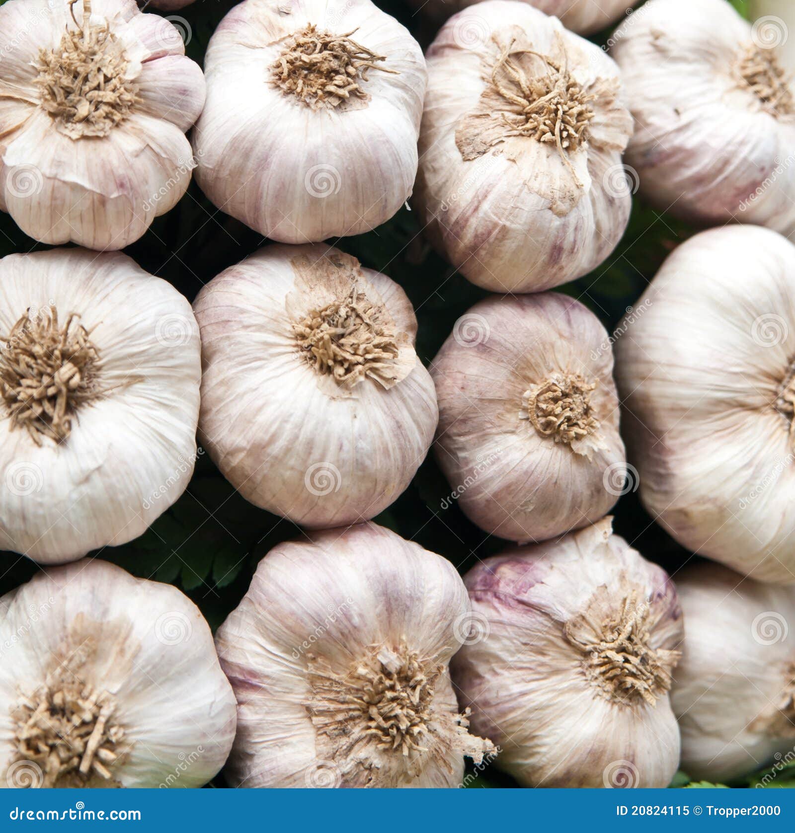 Galic stock image. Image of directly, lifestyle, medicine - 20824115