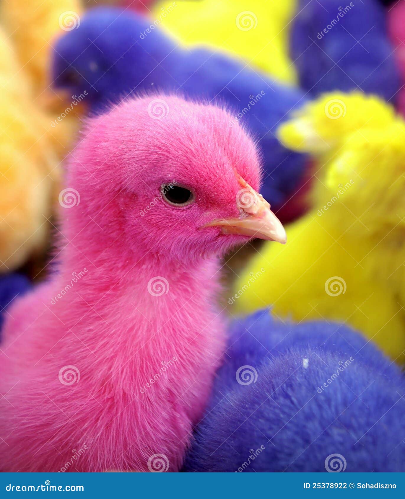 Galinha colorida foto de stock. Imagem de mercado, colorido - 25378922