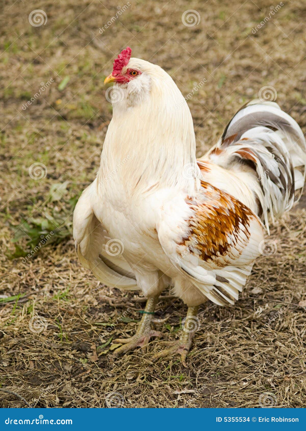 Galinha Colorida Imagem. Imagem: 5355534