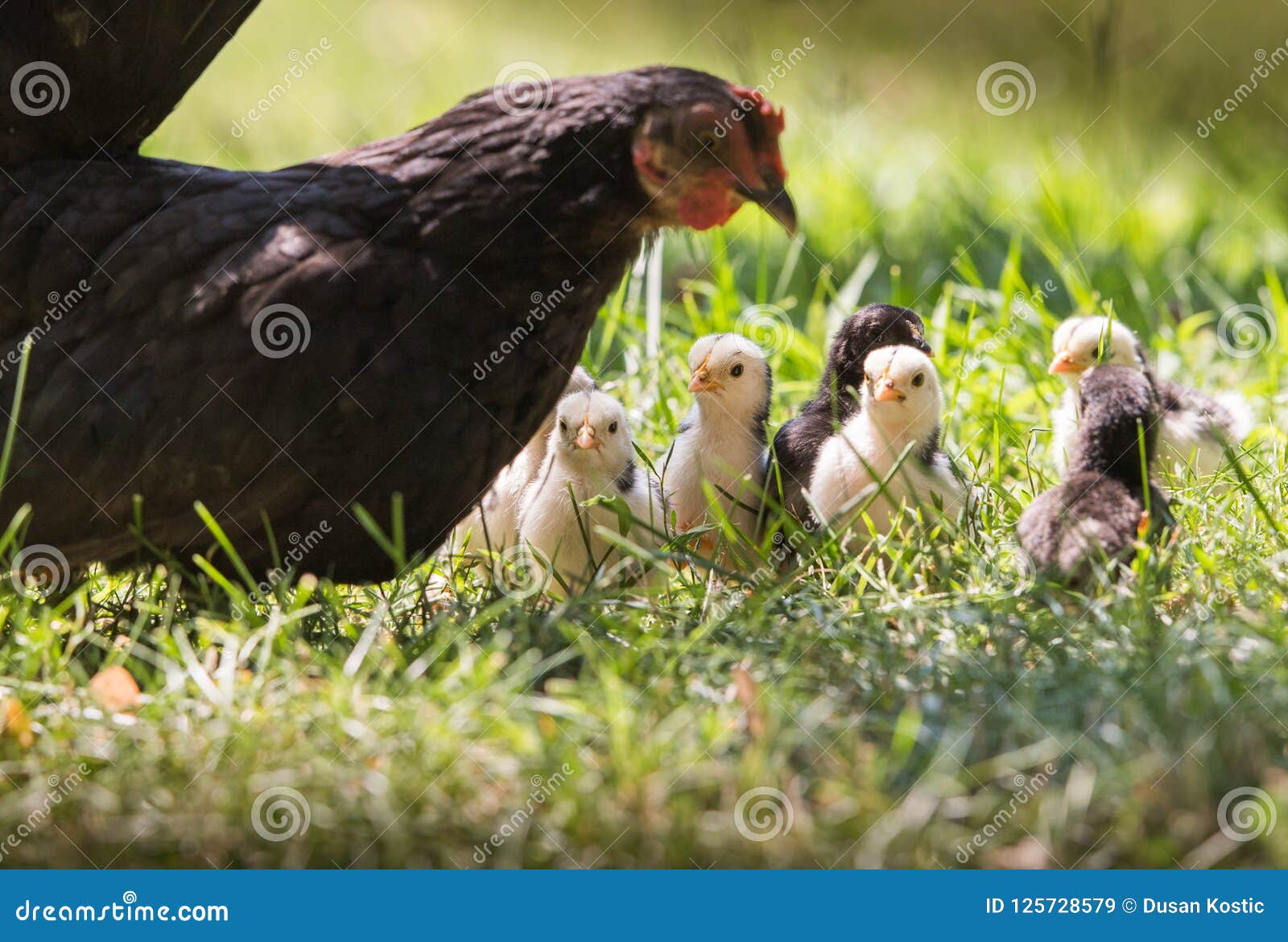 Galinha Com Galinhas Do Bebê Imagem de Stock - Imagem de vivo ...