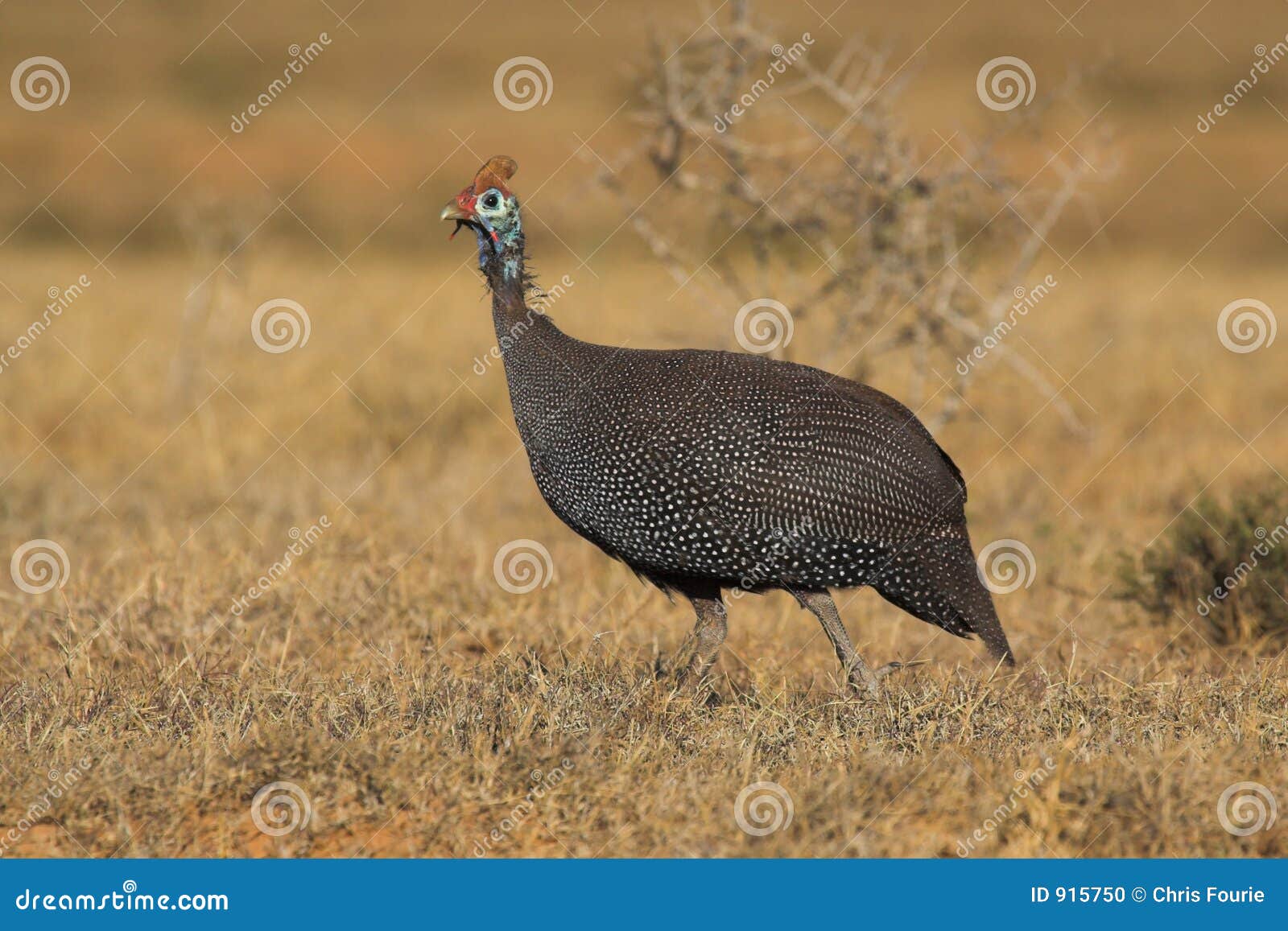 Galinha da Guiné foto de stock. Imagem de galinha, wildlife - 915750