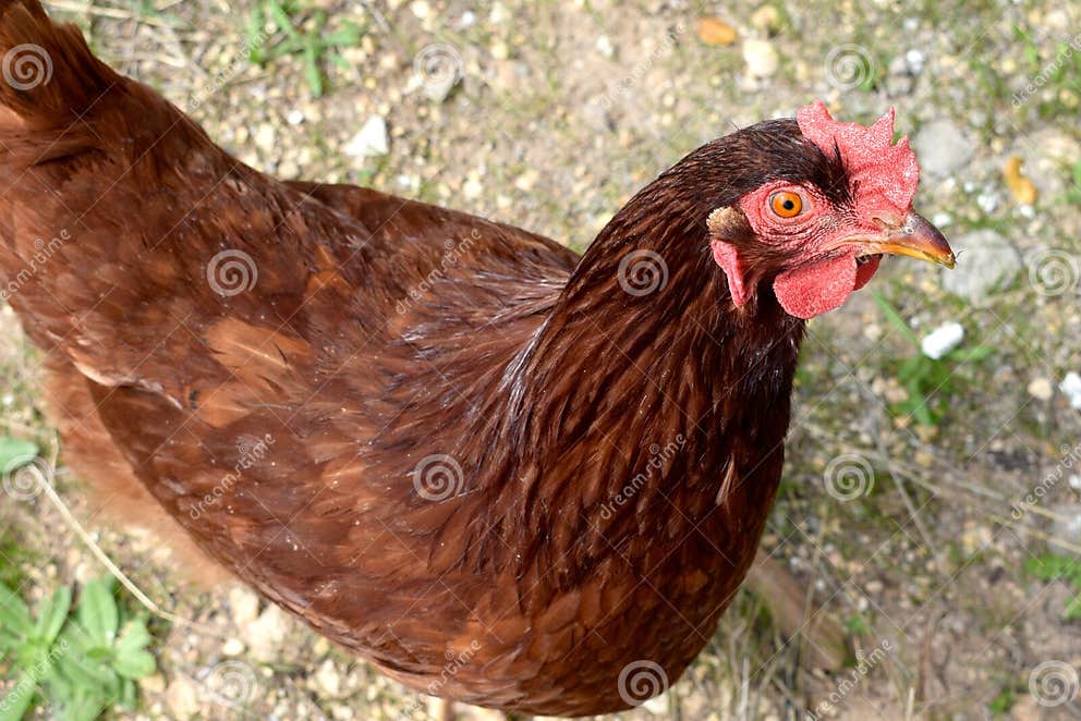 Galinha De Rhode Island Red Foto de Stock - Imagem de vermelho, jardim ...