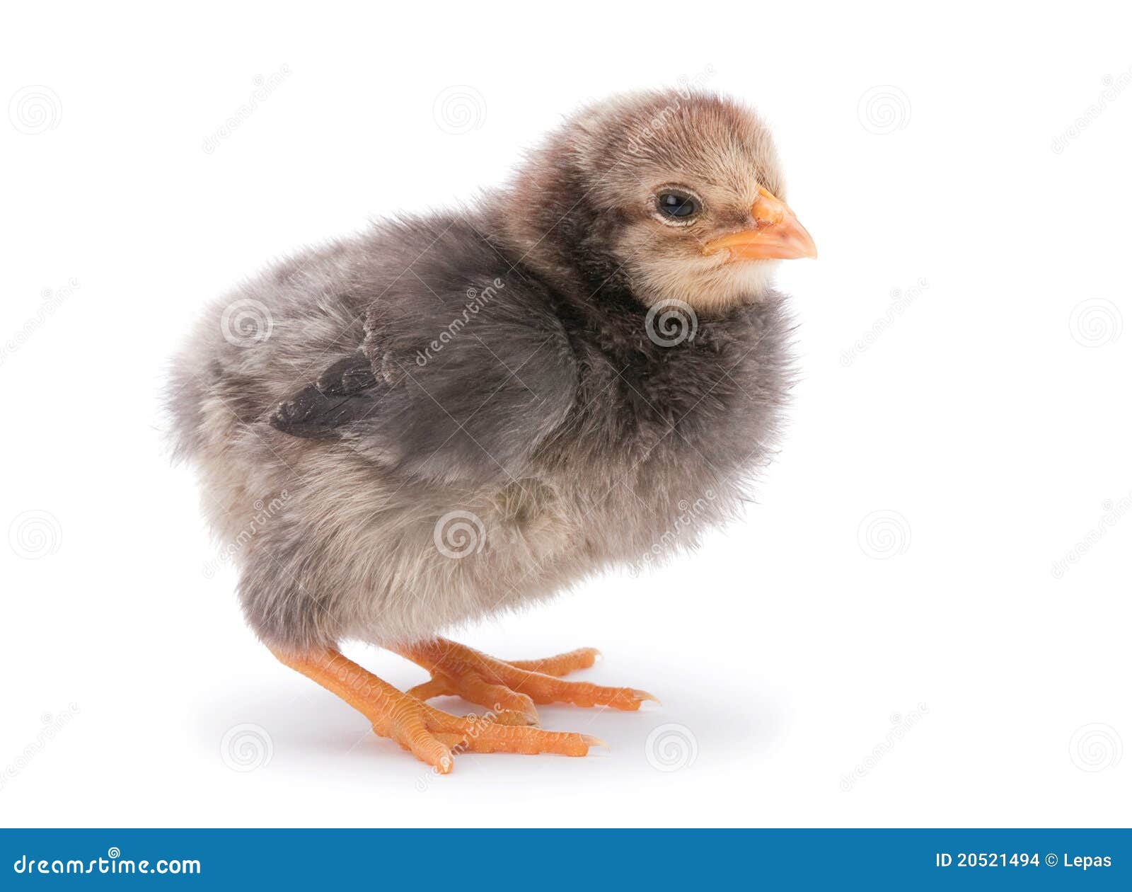 Galinha do bebê foto de stock. Imagem de branco, pintainho - 20521494
