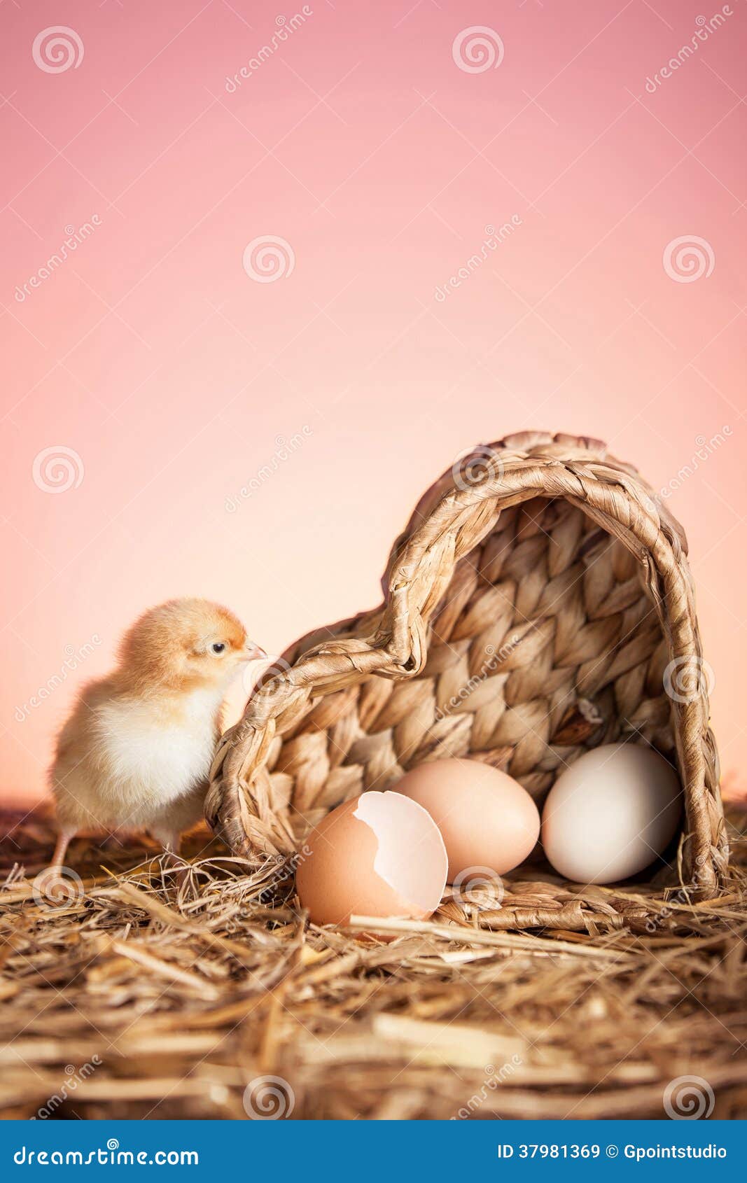 Galinha do bebê imagem de stock. Imagem de animal, galinha - 37981369