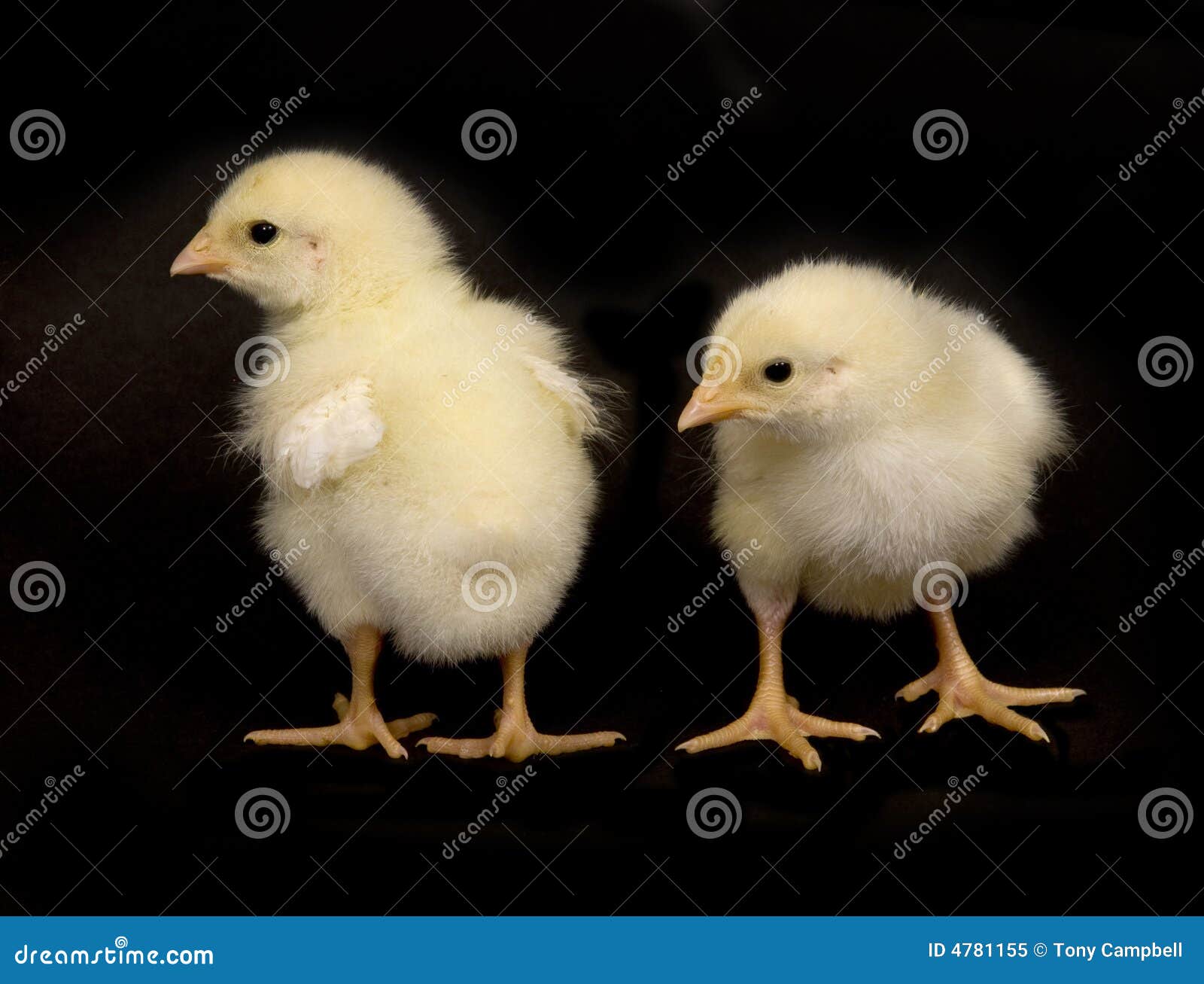 Galinha Do Bebê No Fundo Preto Imagem de Stock - Imagem de galinhas ...