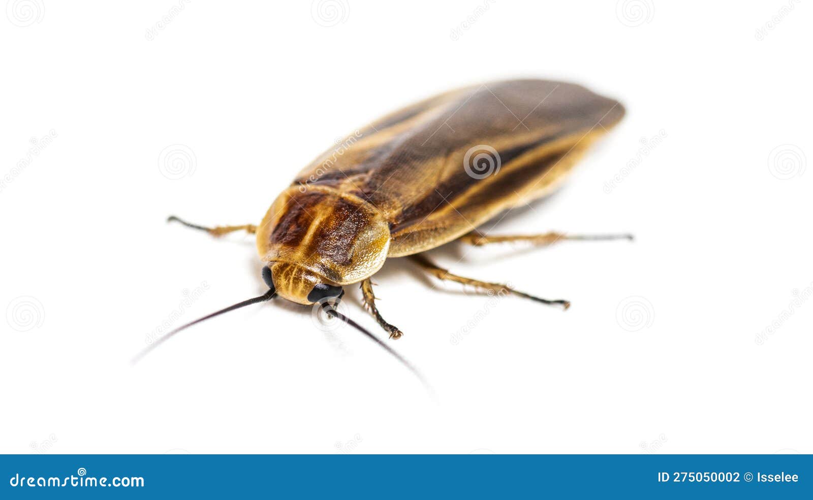 Galinha-do-mar foto de stock. Imagem de povos, isolado - 275050002