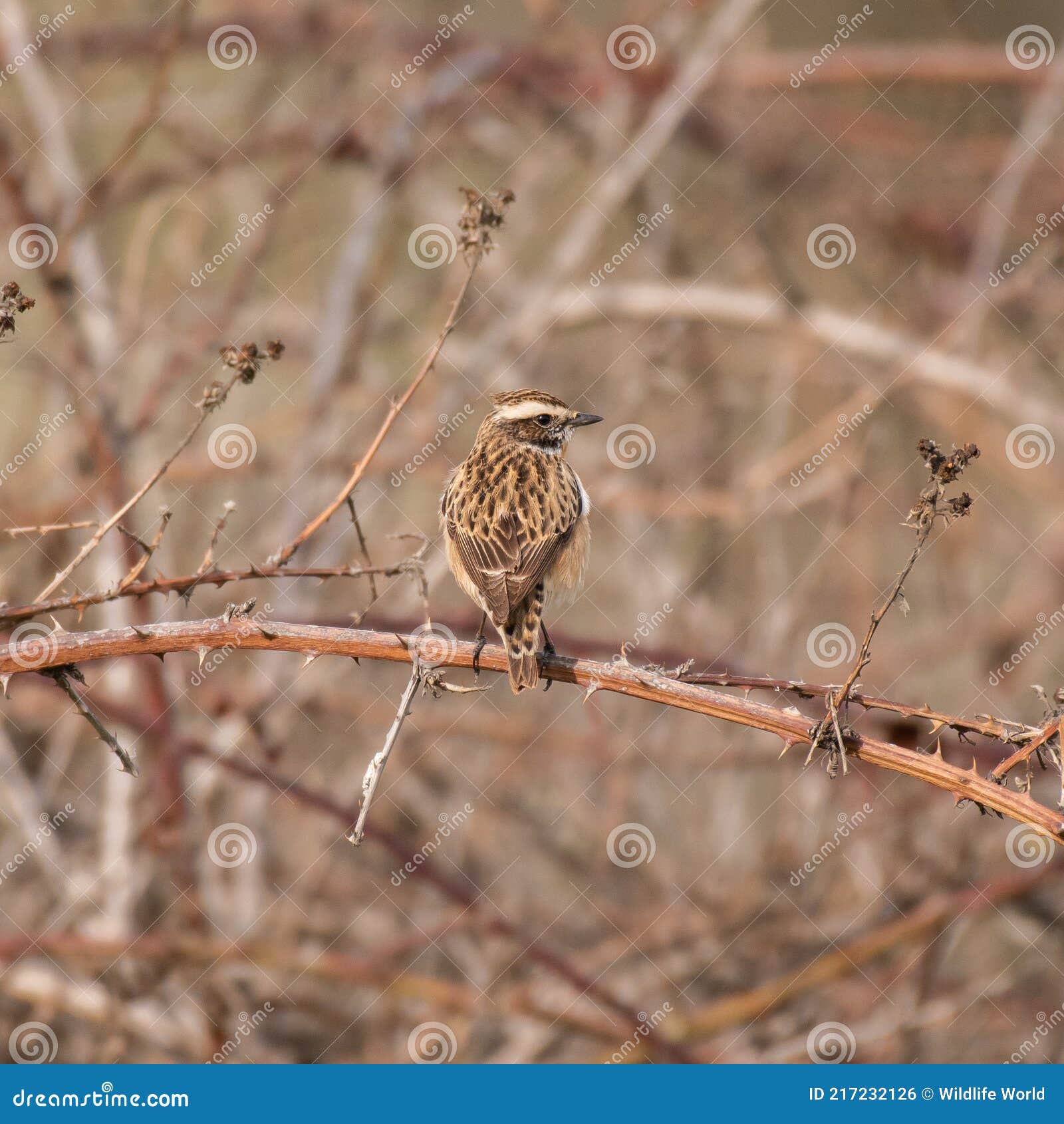 Galinha-do-mar. Na Natureza Foto de Stock - Imagem de marrom, biologia ...