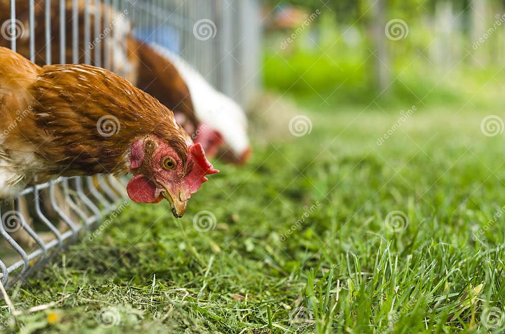 Galinha que come a grama foto de stock. Imagem de agricultura - 42780280