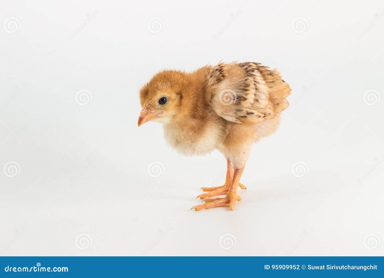 Galinha, Rhode Island Red Chick Foto de Stock - Imagem de vermelho ...