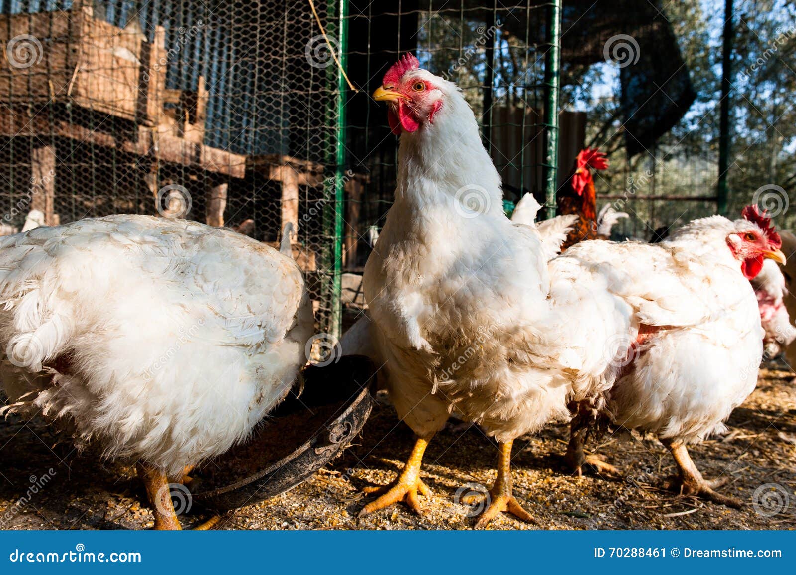 Galinhas no galinheiro imagem de stock. Imagem de aves - 70288461