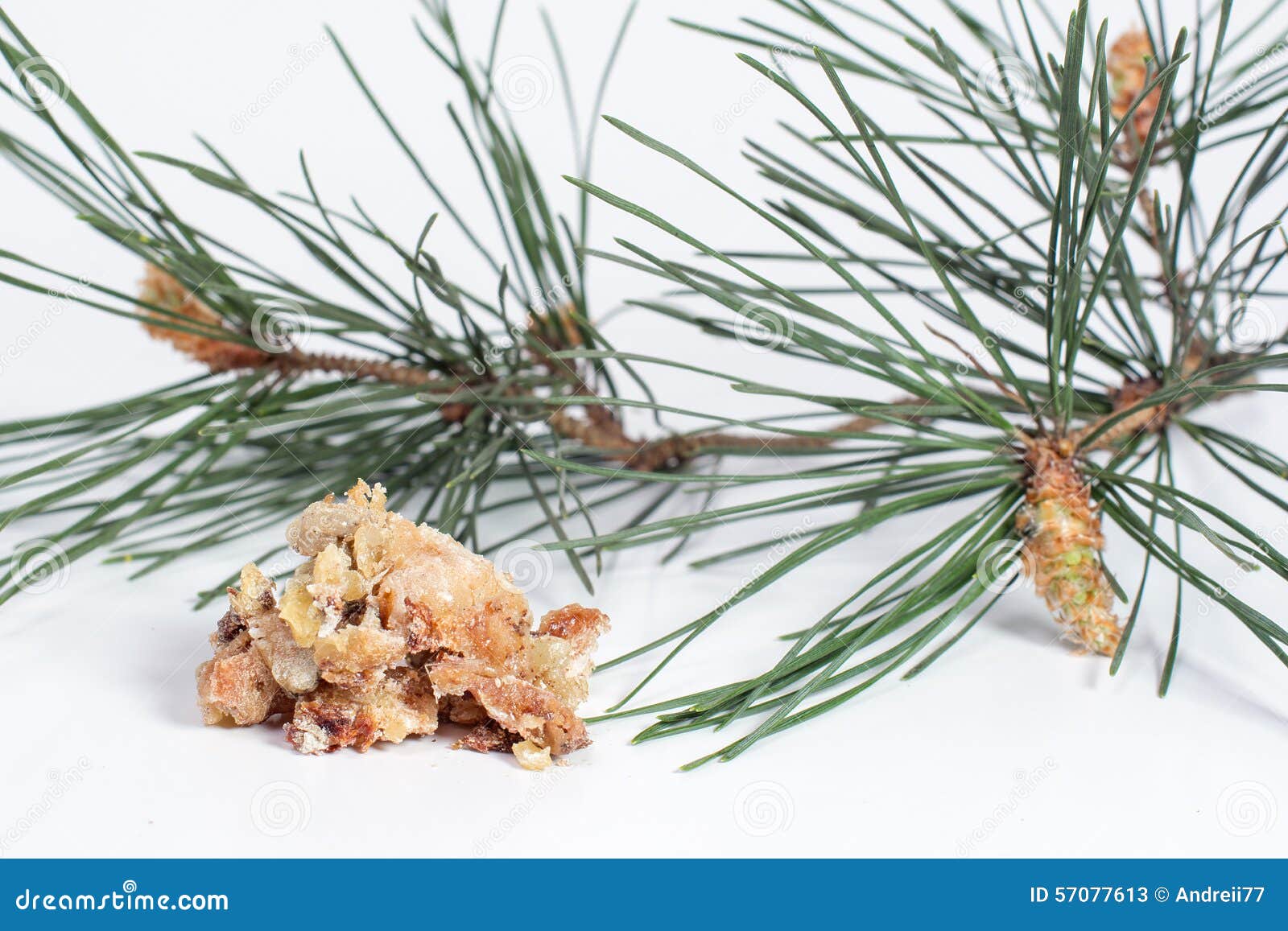 Galipot stock image. Image of decoration, life, cone - 57077613