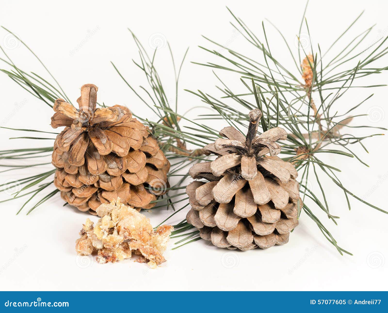 Galipot stock image. Image of conflagration, mother, death - 57077605