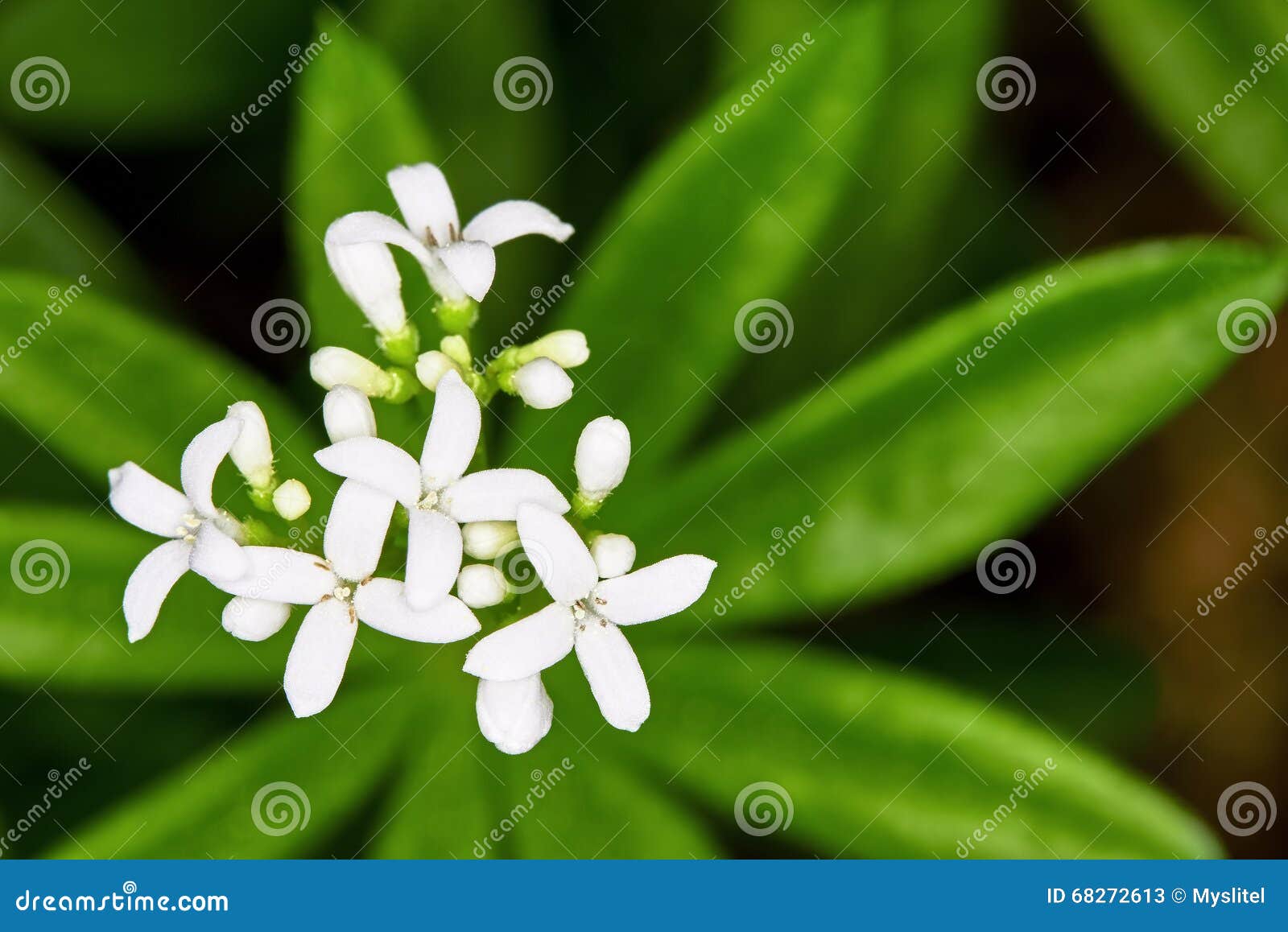 Galium odoratum stock image. Image of herbs, plant, leaves - 68272613