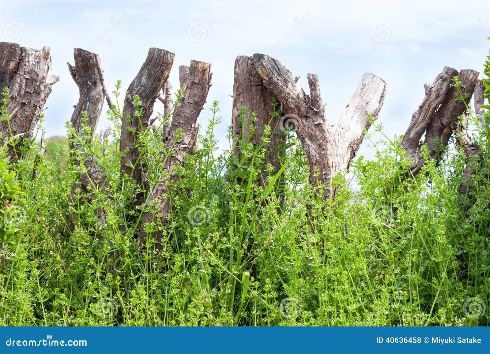 Galium spurium stock photo. Image of echinospermon, meadow - 40636458