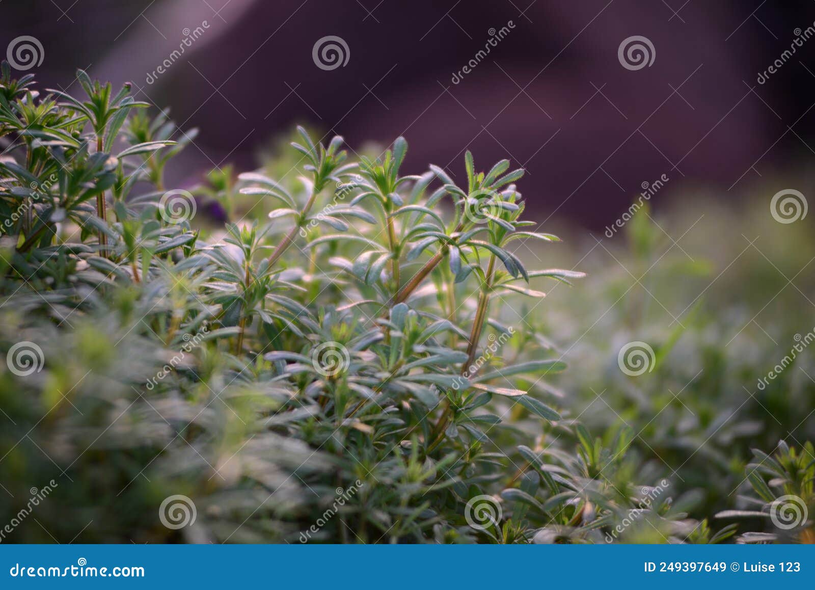 Galiume Aparine As a Close Up in Backlight at Sunset Stock Image ...