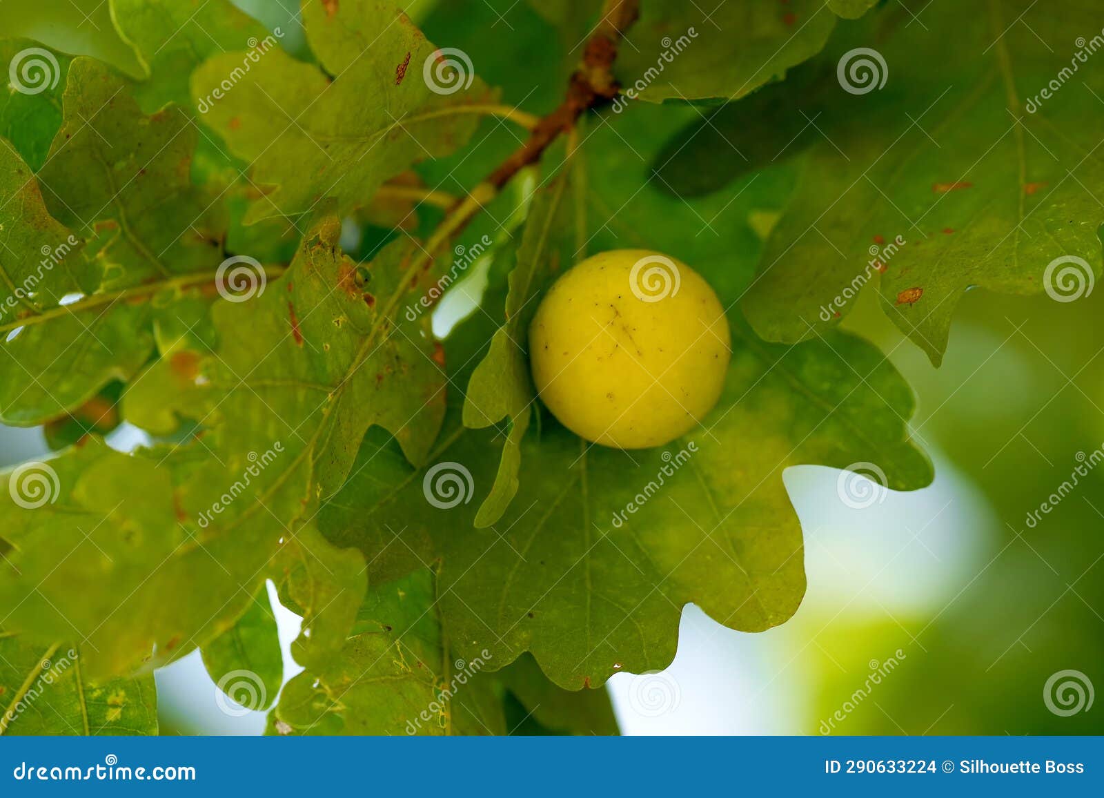 Gall Apples on an Oak Leaf, Round Ball on a Leaf at the Tree Stock ...