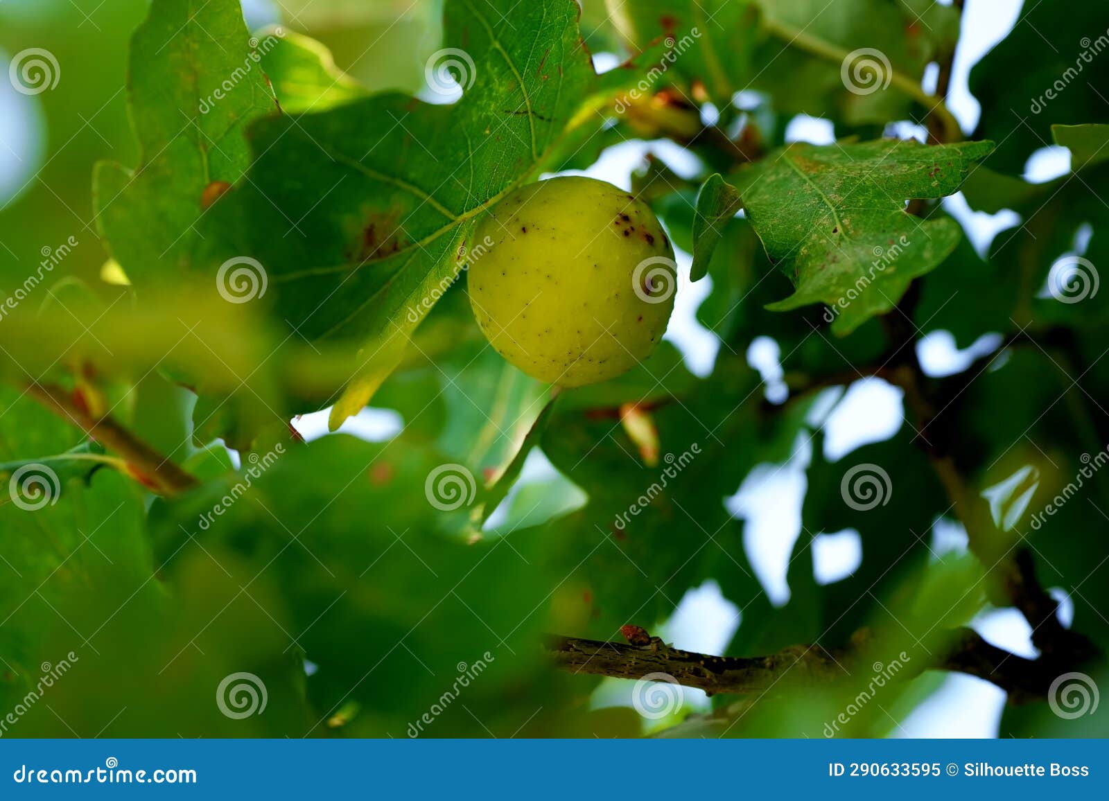 Gall Apples on an Oak Leaf, Round Ball on a Leaf at the Tree Stock ...