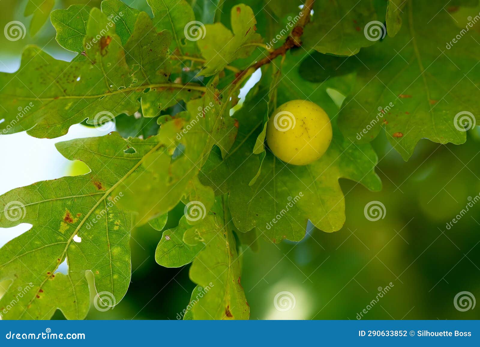Gall Apples on an Oak Leaf, Round Ball on a Leaf at the Tree Stock ...
