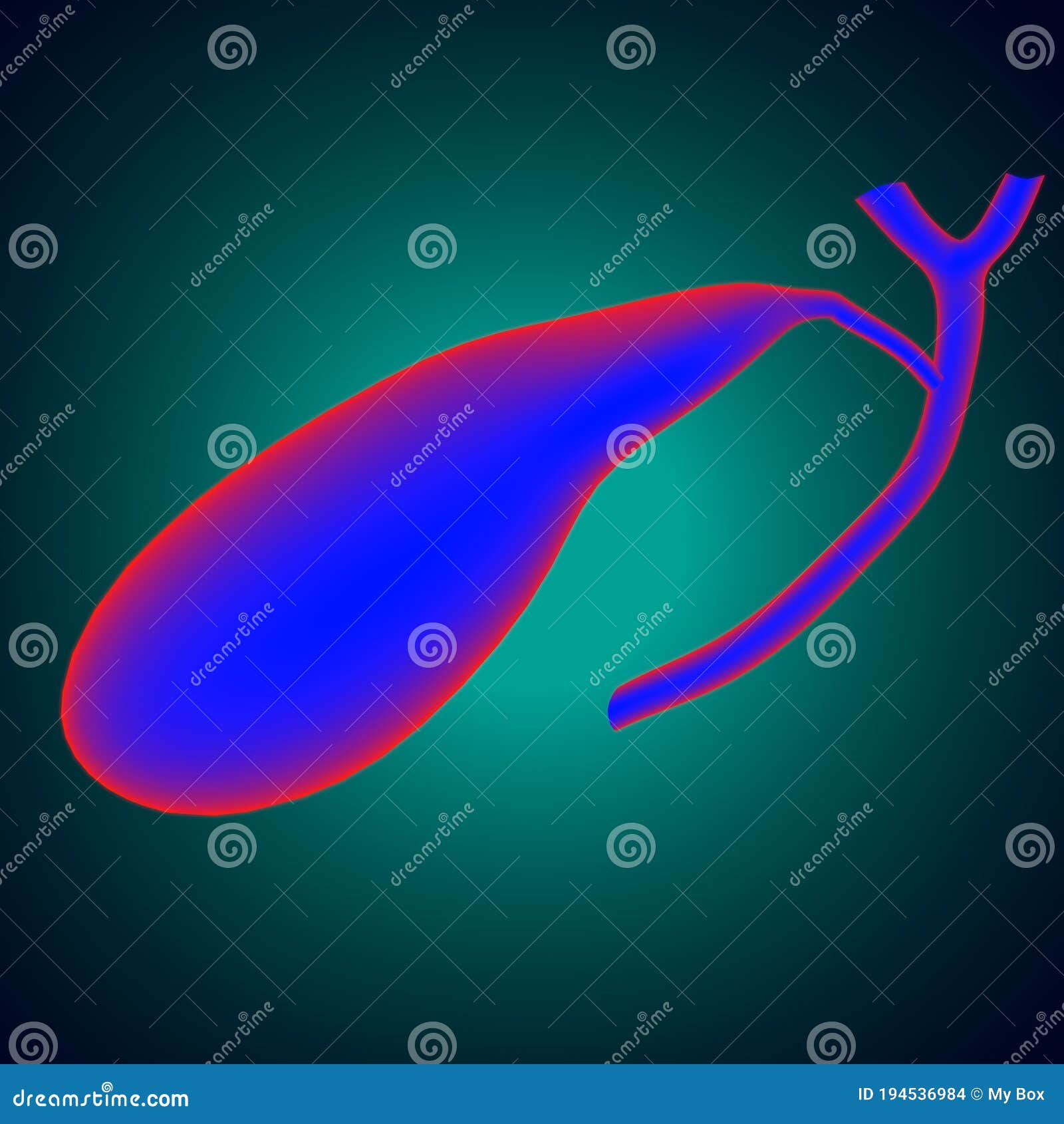 Gall Bladder Human Digestive System Anatomy 3D Rendering Stock ...