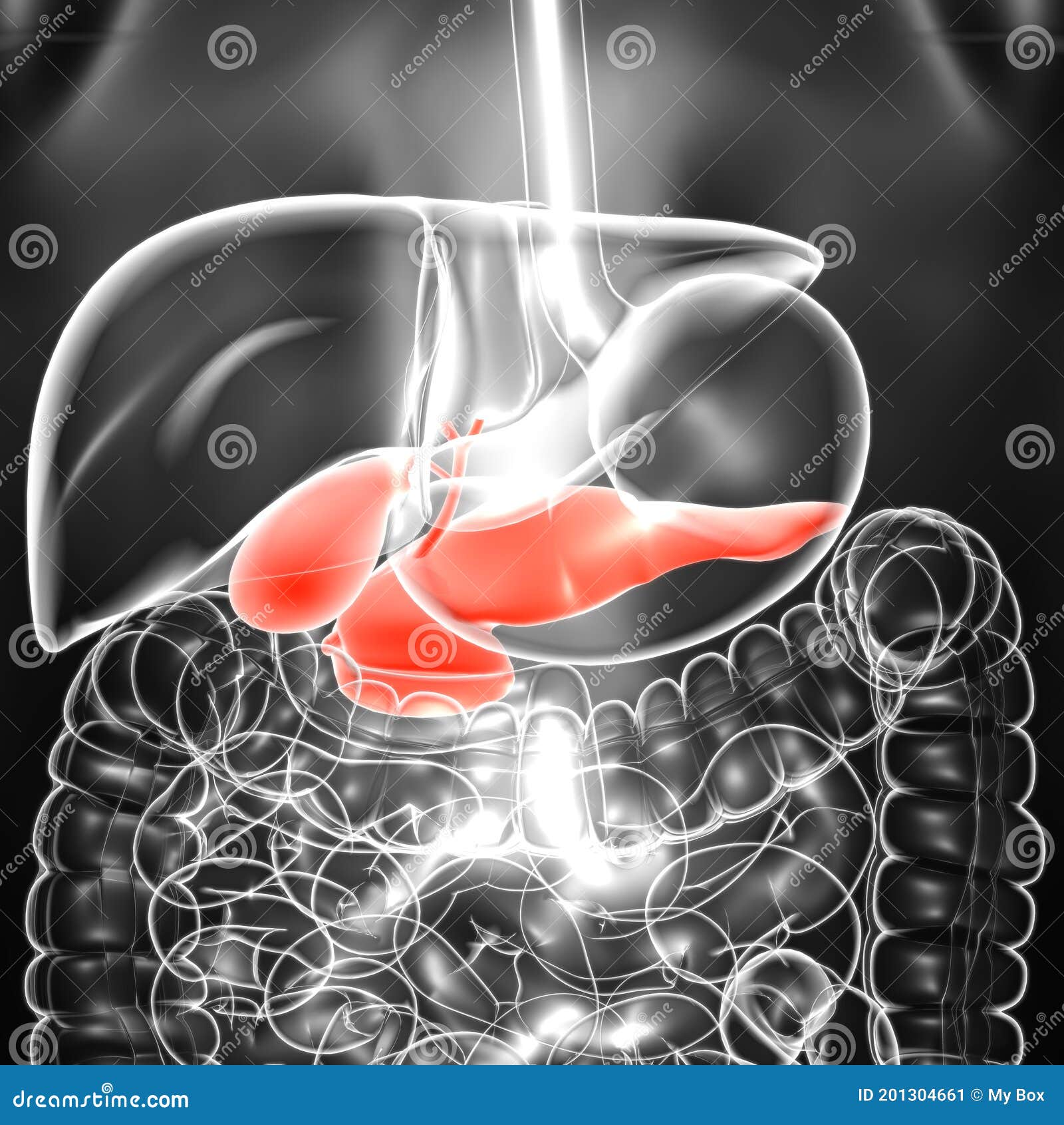 Gall Bladder Human Digestive System Anatomy 3D Rendering Stock ...