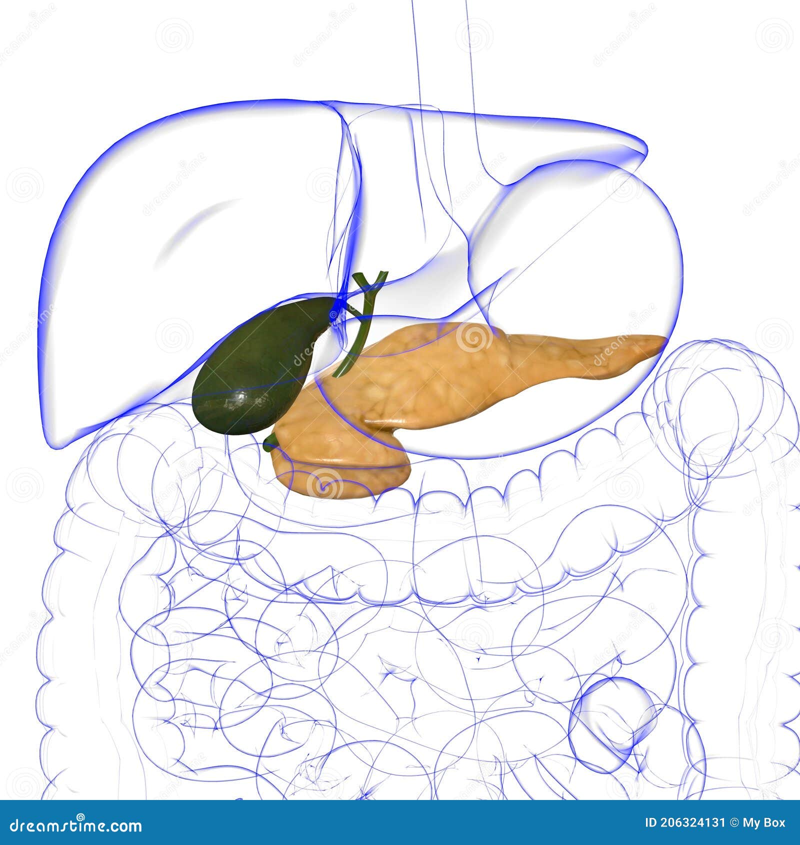 Gall Bladder Human Digestive System Anatomy 3D Rendering Stock ...