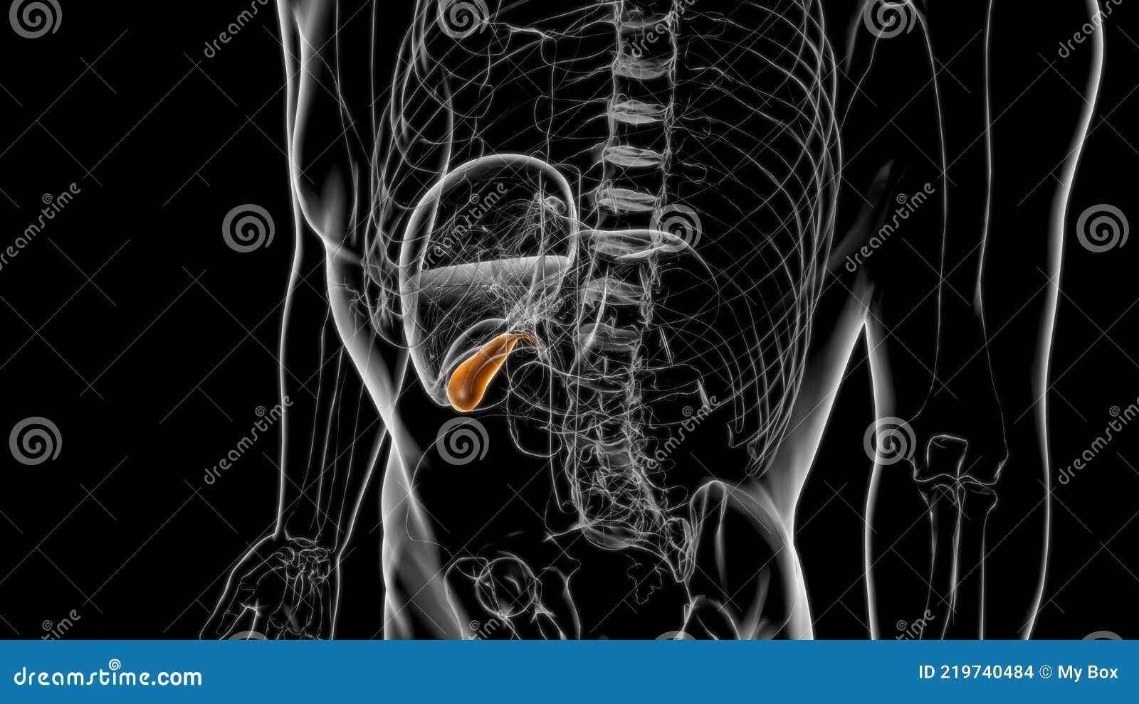 Gall Bladder Human Digestive System Anatomy 3D Rendering Stock ...