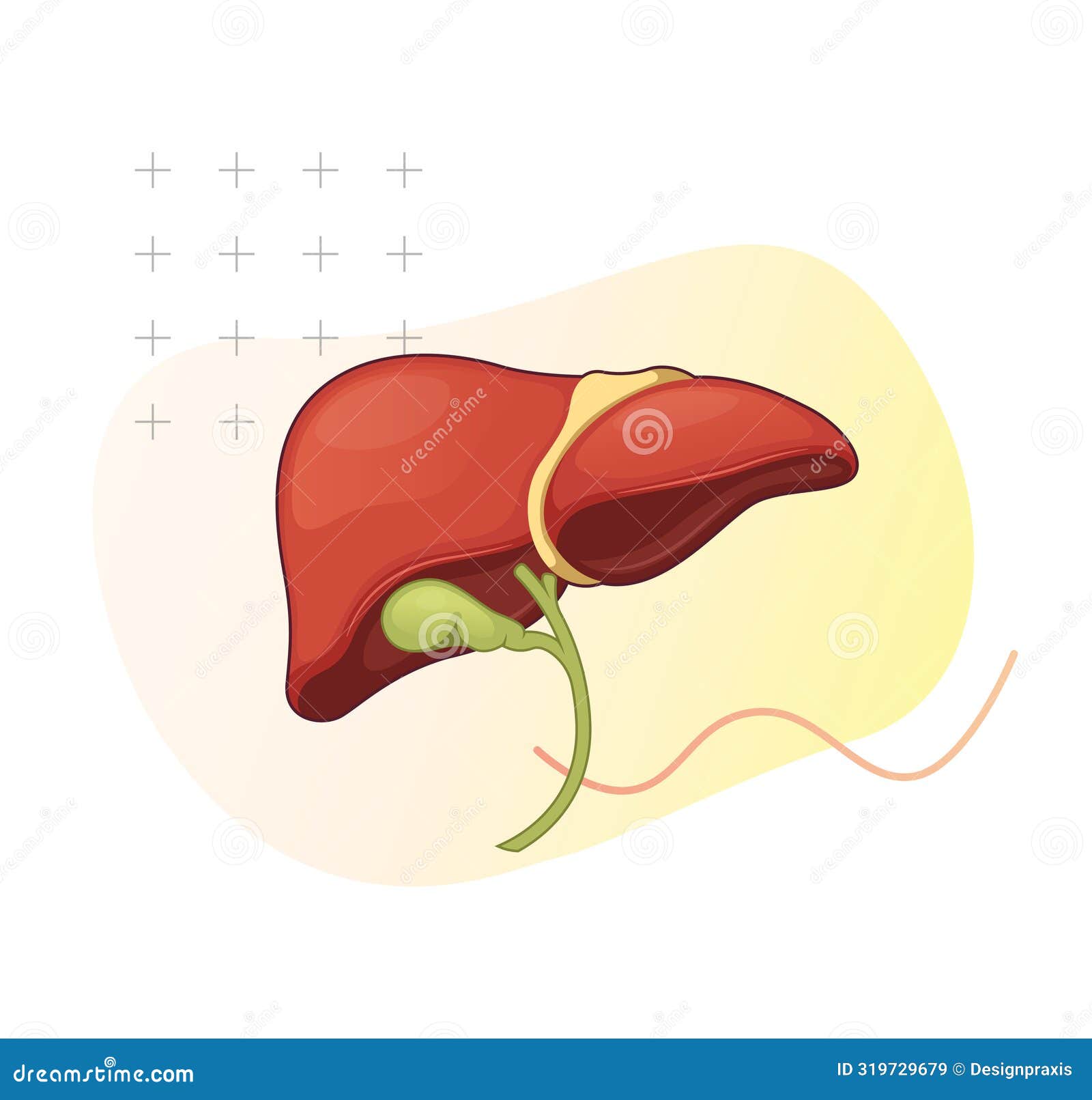 Gall Bladder - Liver Icon Stock Illustration | CartoonDealer.com #319729704