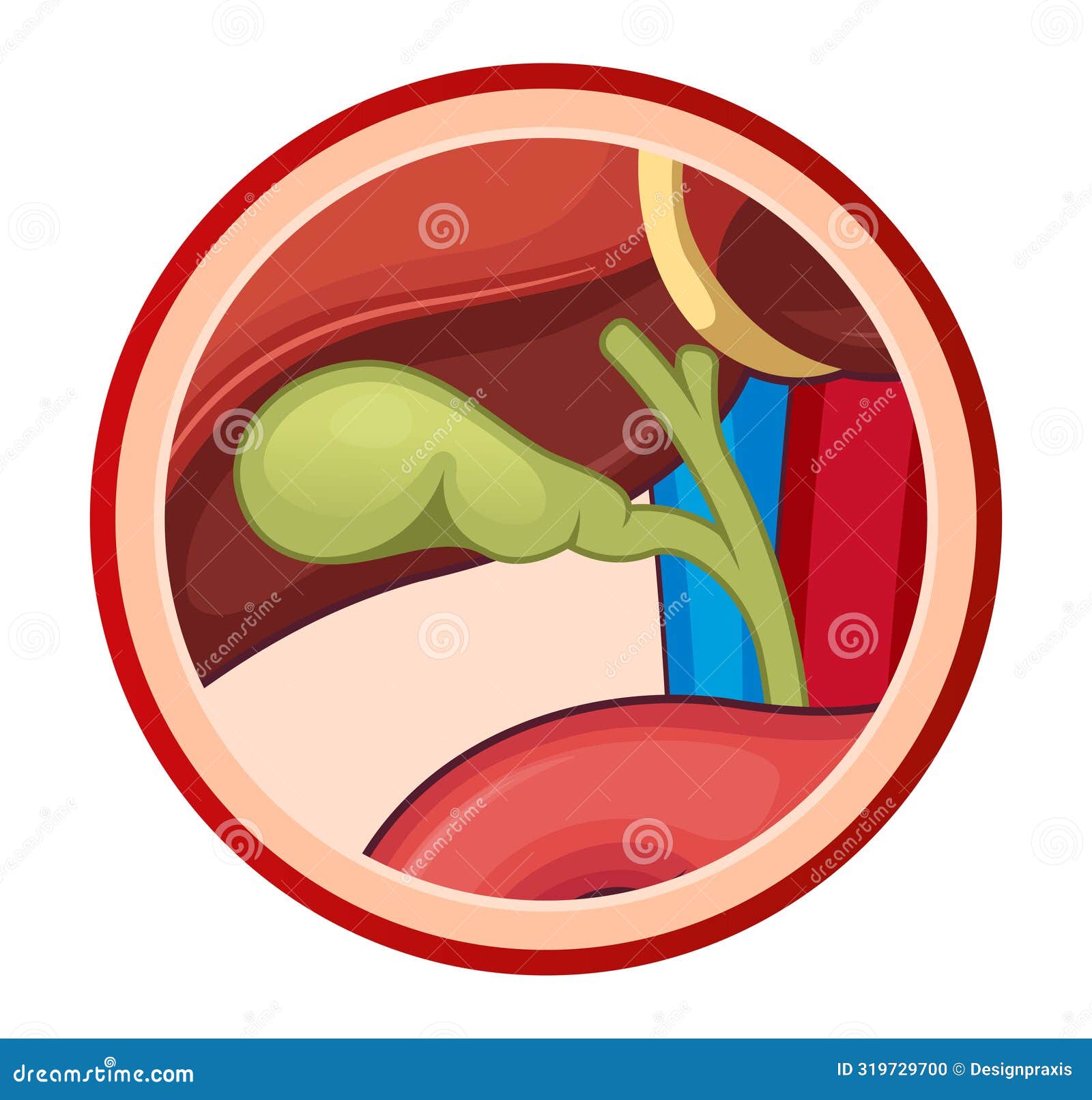 Gall Bladder - Liver Icon Stock Illustration Stock Illustration - Illustration of duct, body ...