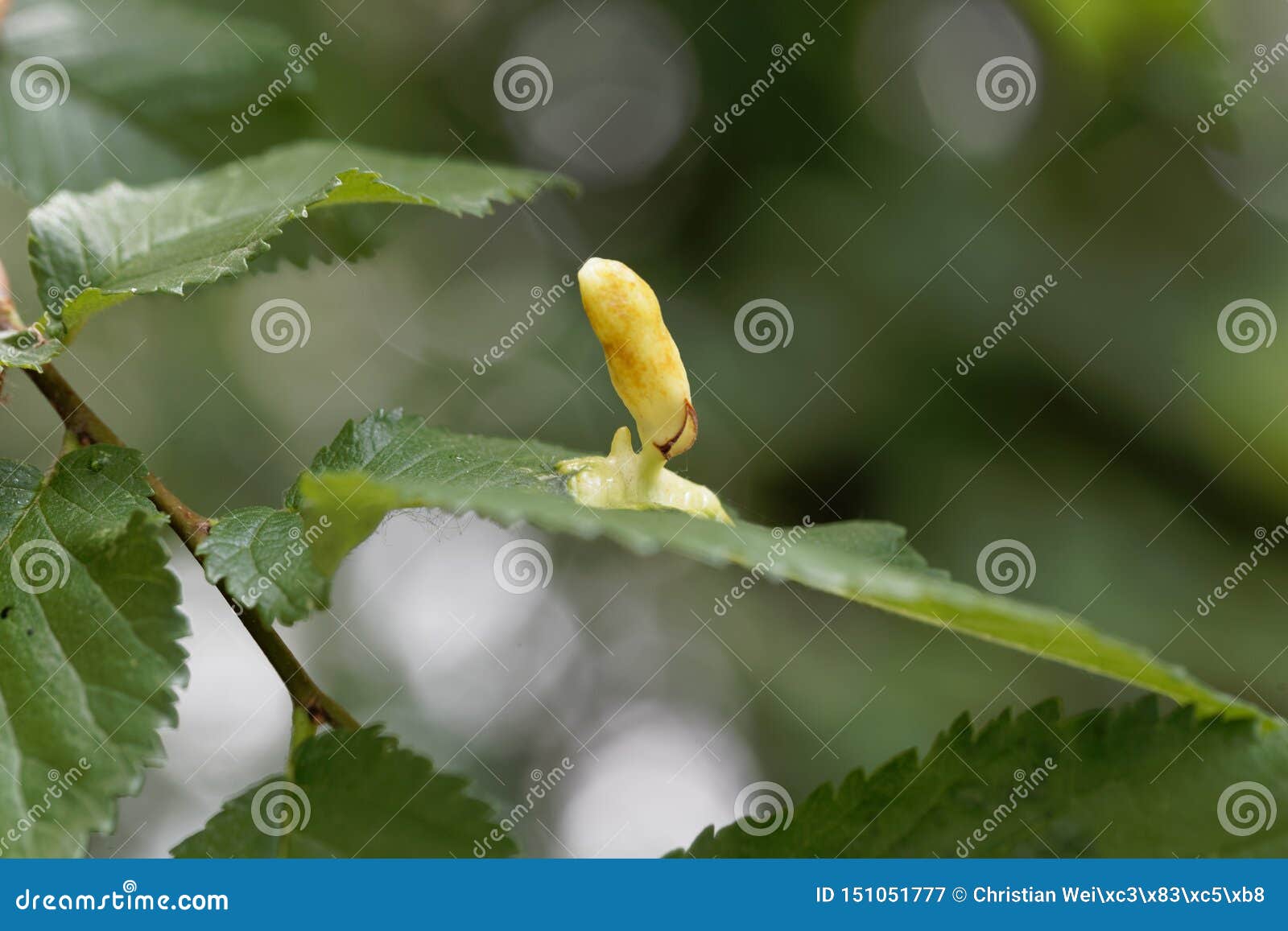Gall of the Elm Sack Gall Aphid Tetraneura Ulmi Stock Image - Image of ...