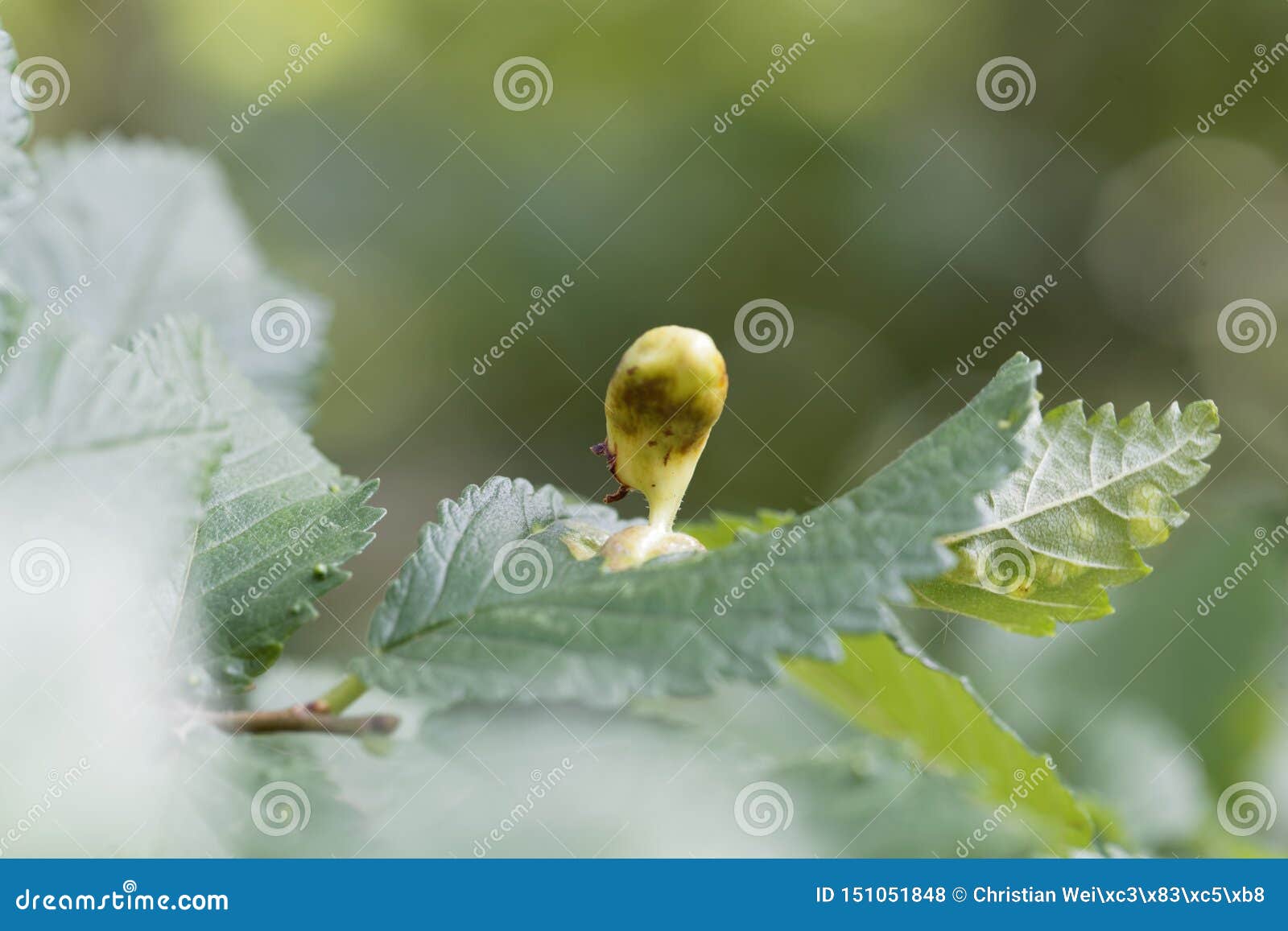 Gall of the Elm Sack Gall Aphid Tetraneura Ulmi Stock Photo - Image of ...