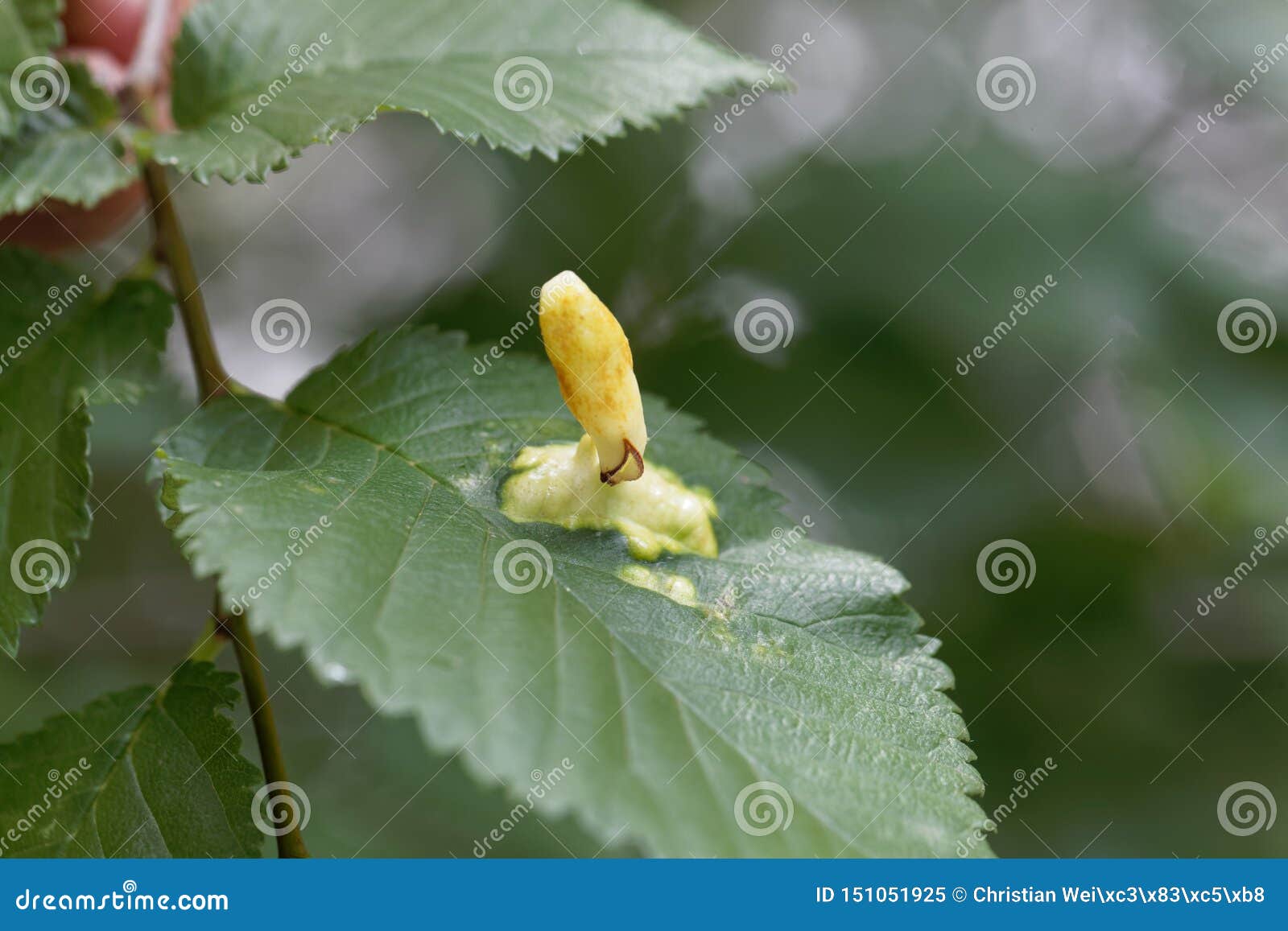 Gall of the Elm Sack Gall Aphid Tetraneura Ulmi Stock Image - Image of ...