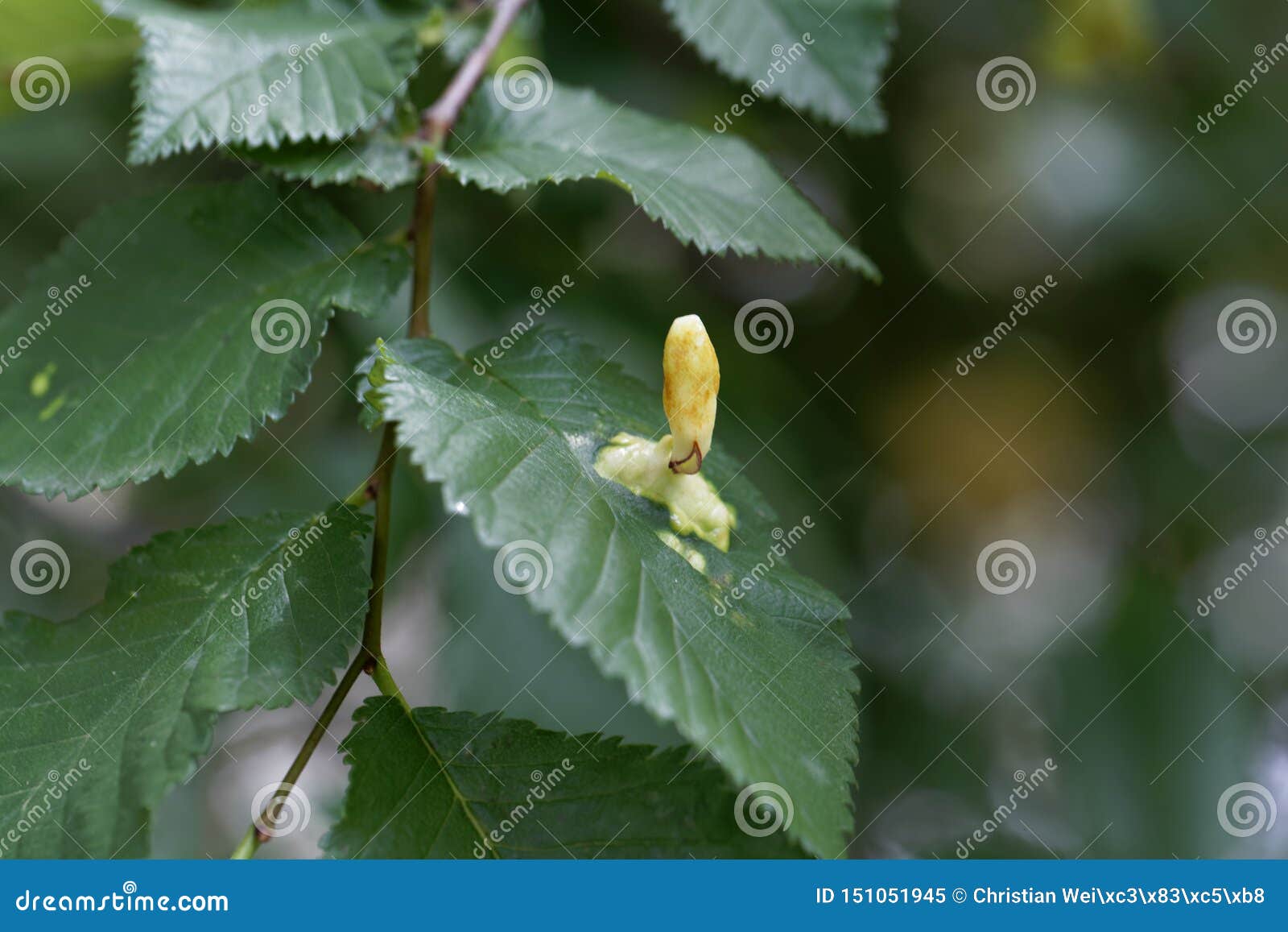 Gall of the Elm Sack Gall Aphid Tetraneura Ulmi Stock Image - Image of ...