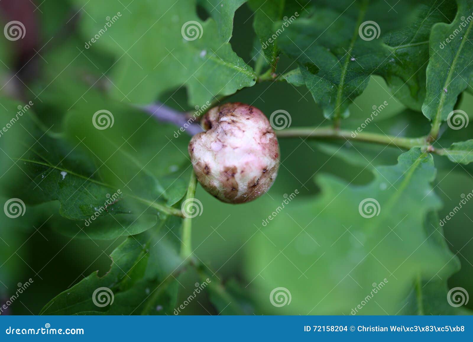 Gall of the Gall Wasp Biorhiza Pallida Stock Photo - Image of plant ...