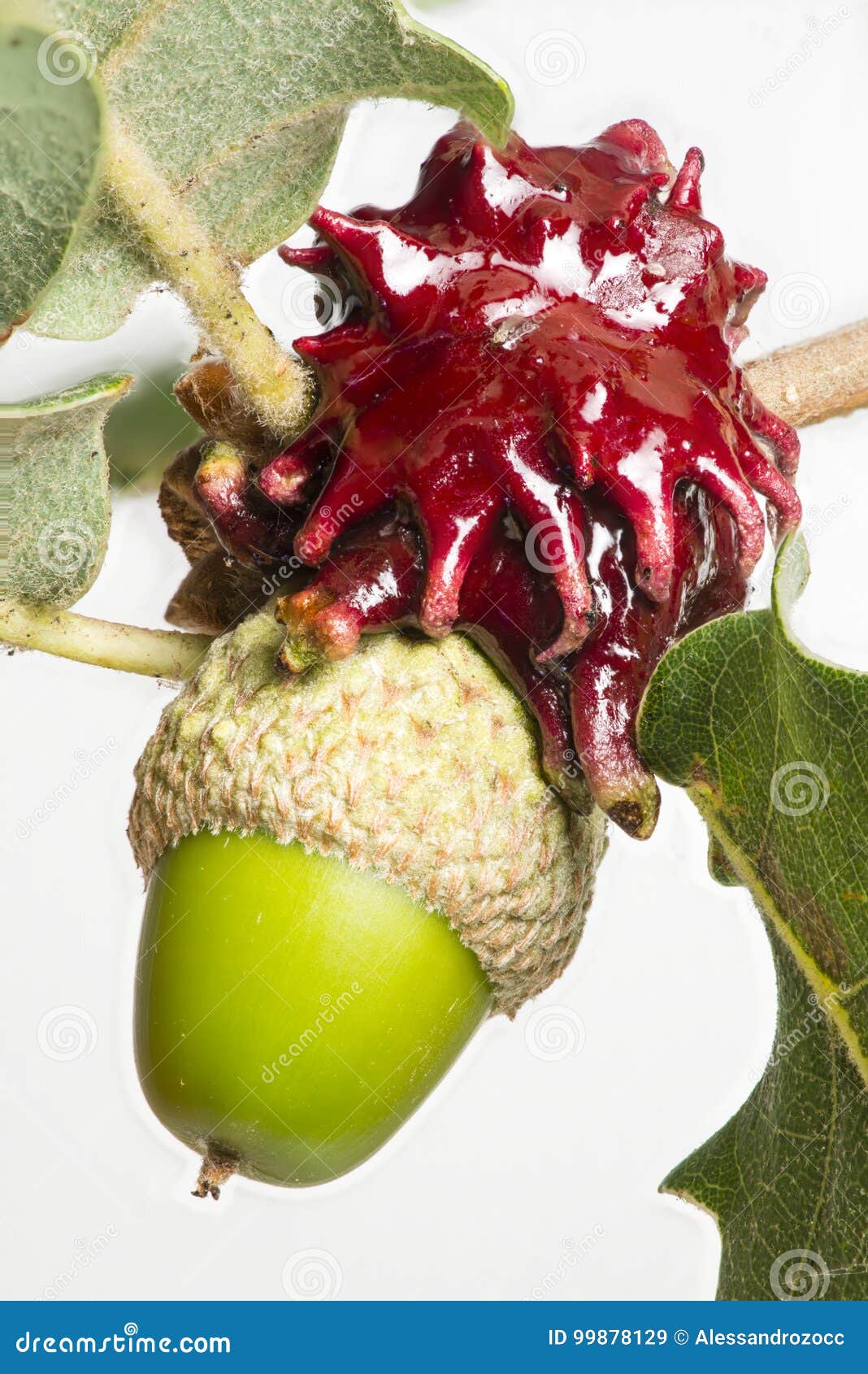Gall Growing on Acorn of Oak Tree Stock Image - Image of closeup ...