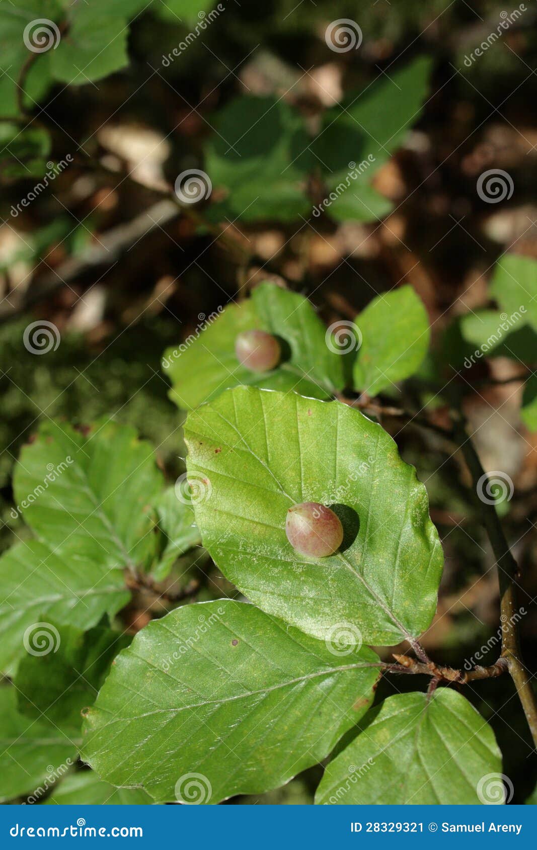Gall on leaf stock image. Image of arthropod, invertebrate - 28329321