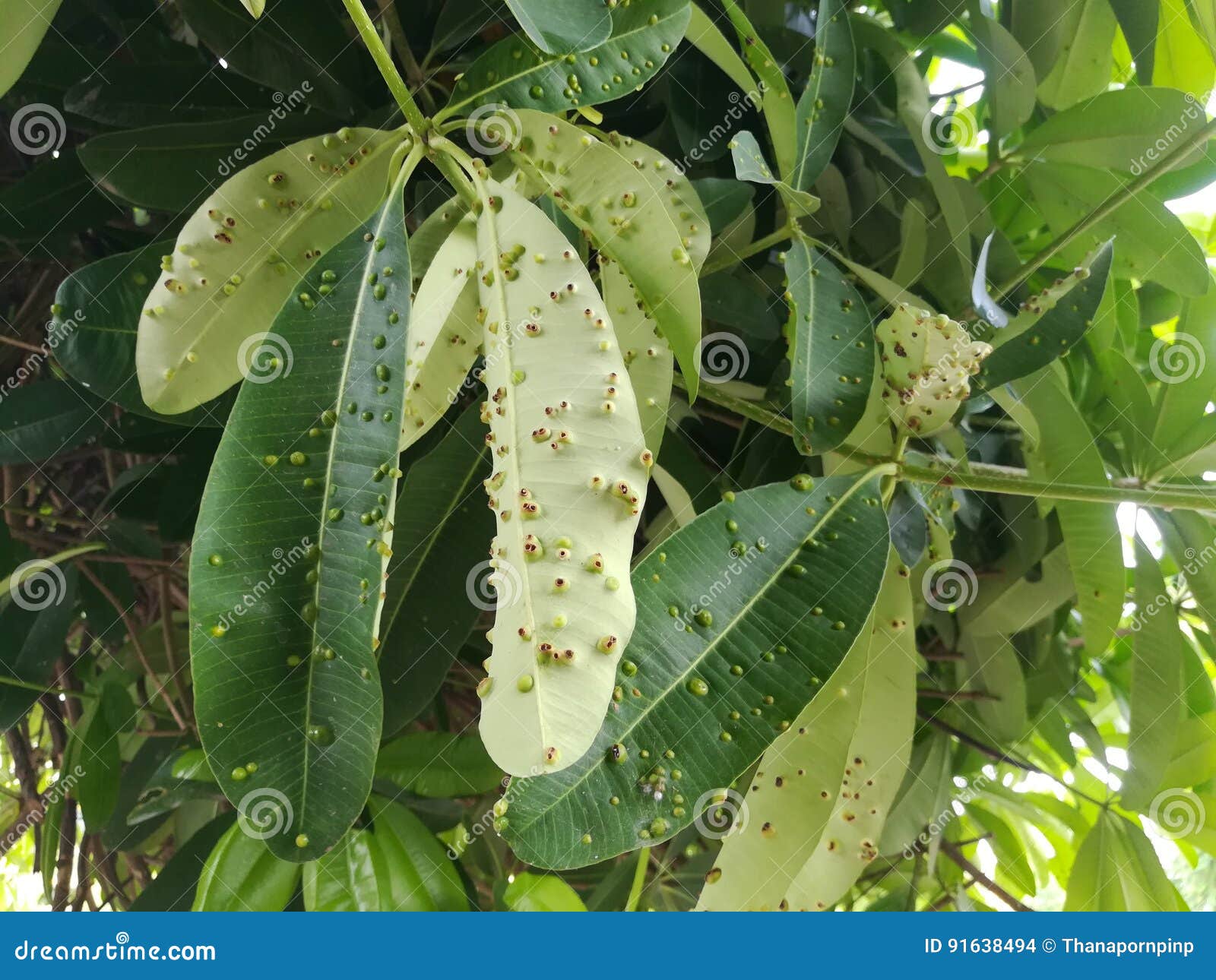 Gall Midge in Devil Tree Leaf. Stock Photo - Image of animals, tropical ...