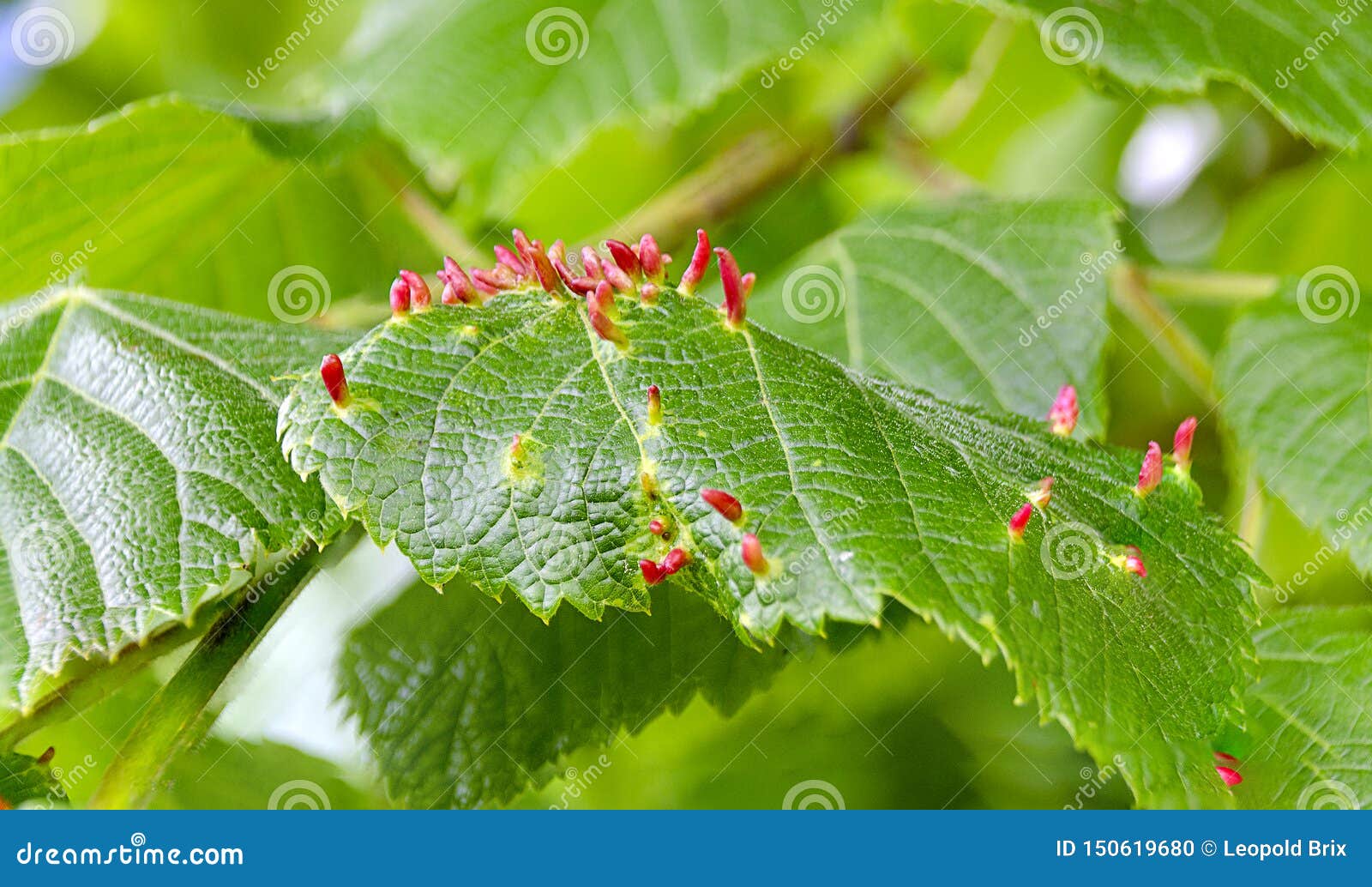 Gall midges galls stock photo. Image of larva, midges - 150619680
