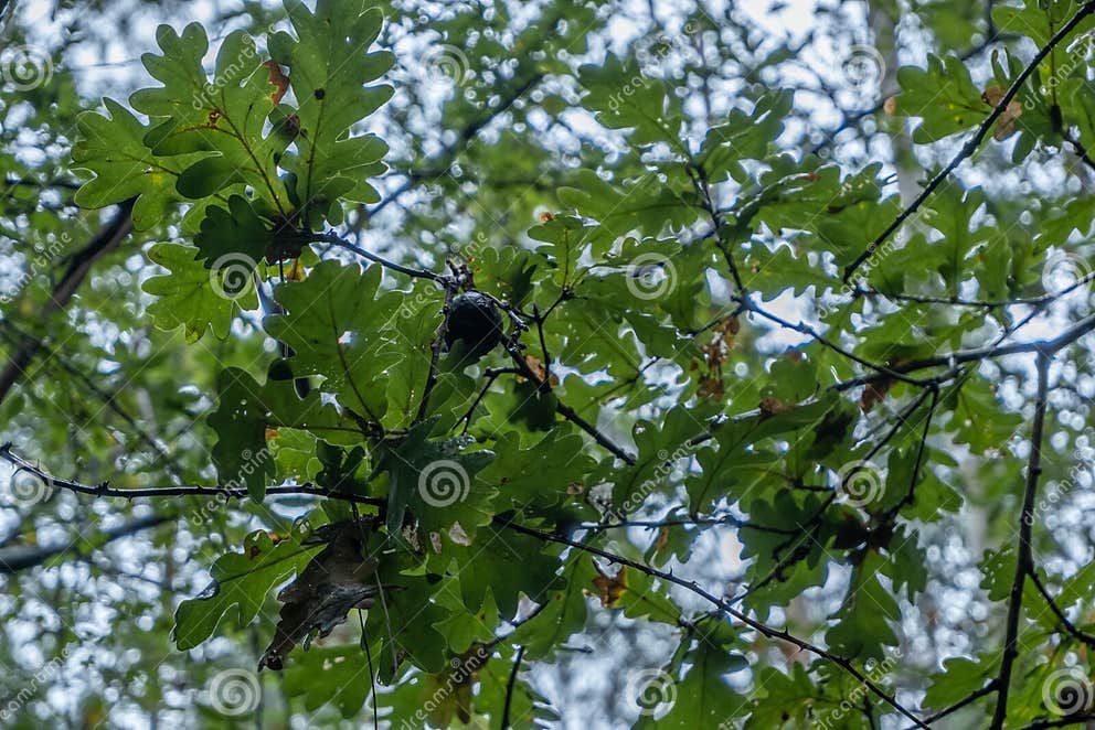Gall Oak Tree from Below, with Gall Nuts Growing on Branches and Blue ...