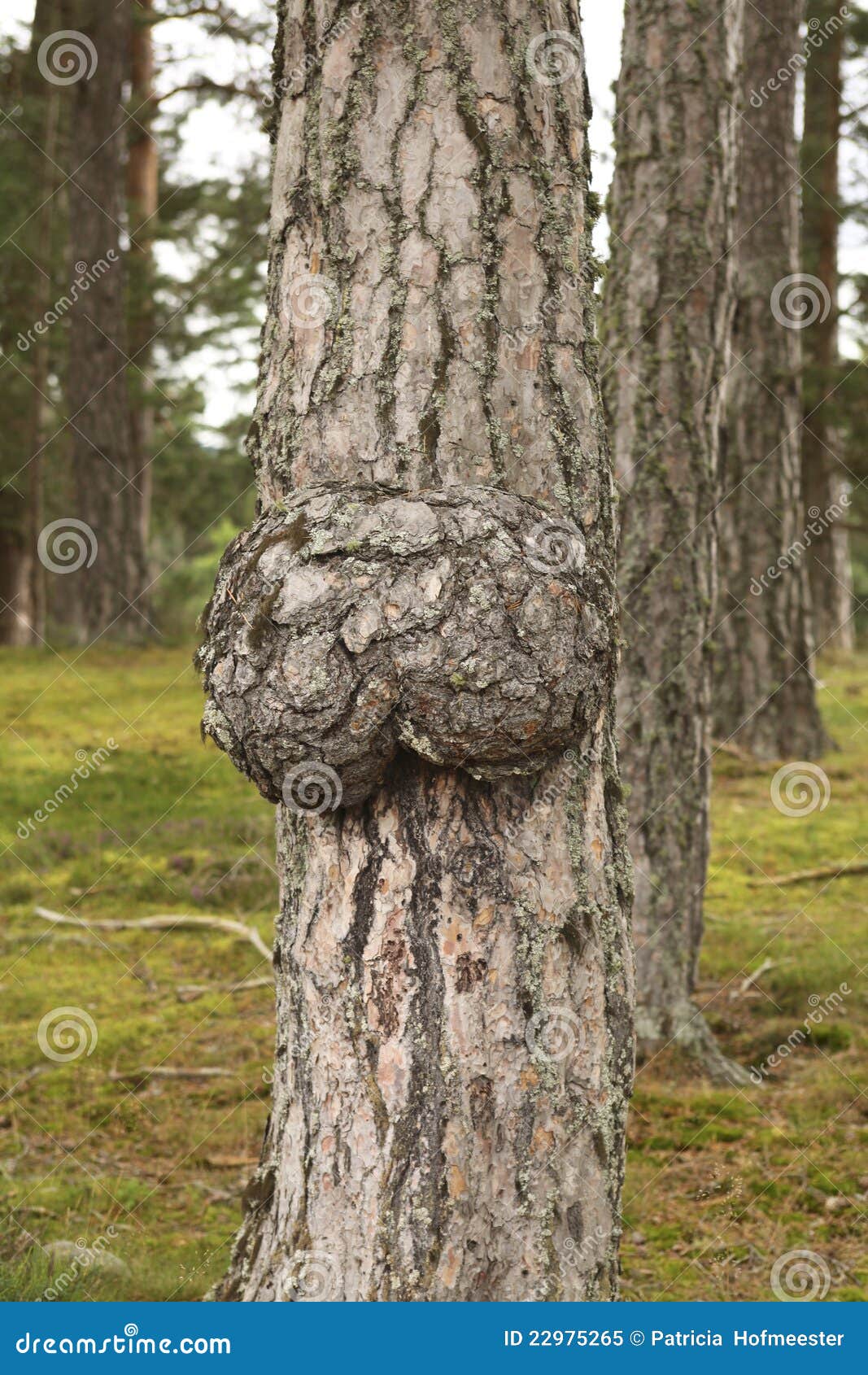 Gall on trunk of tree stock image. Image of effect, material - 22975265