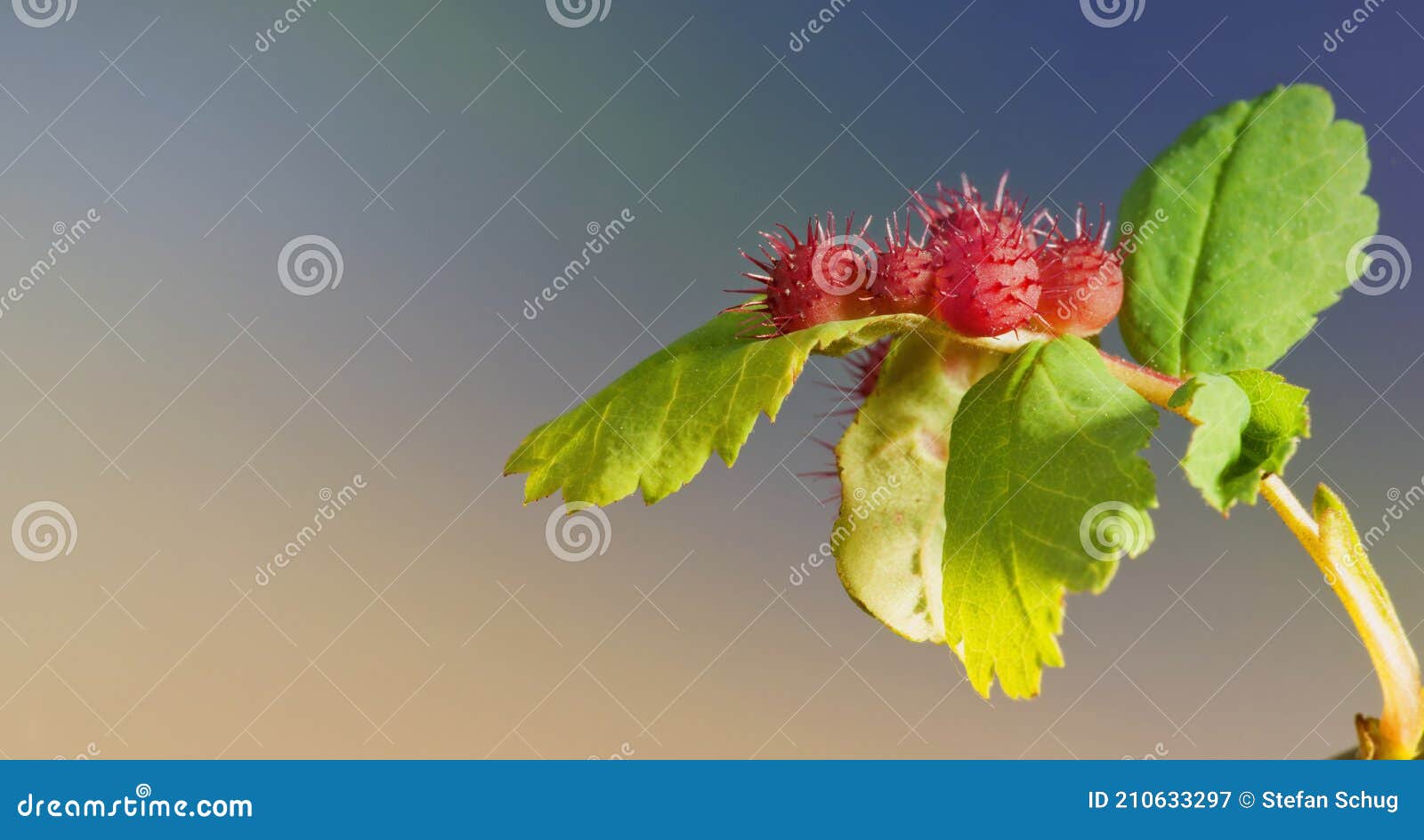 Rose Gall Wasp Diplolepis Bicolor - Galls on Wild Rose Stock Image ...
