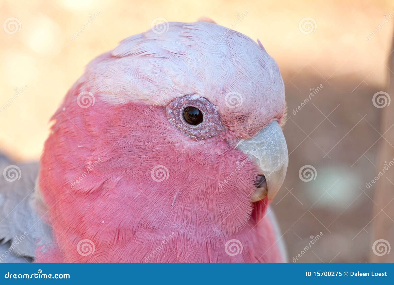 Gallah bird stock image. Image of grey, roseicapilla - 15700275