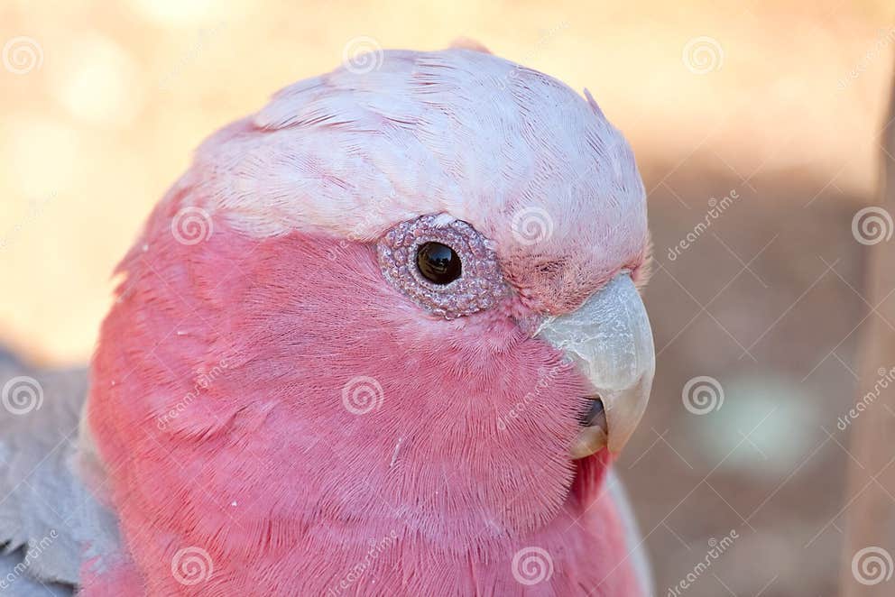 Gallah bird stock image. Image of grey, roseicapilla - 15700275