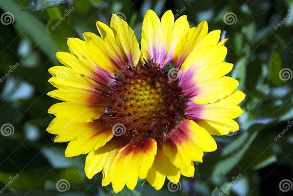 Gallardia flower stock image. Image of border, decorative - 6733119