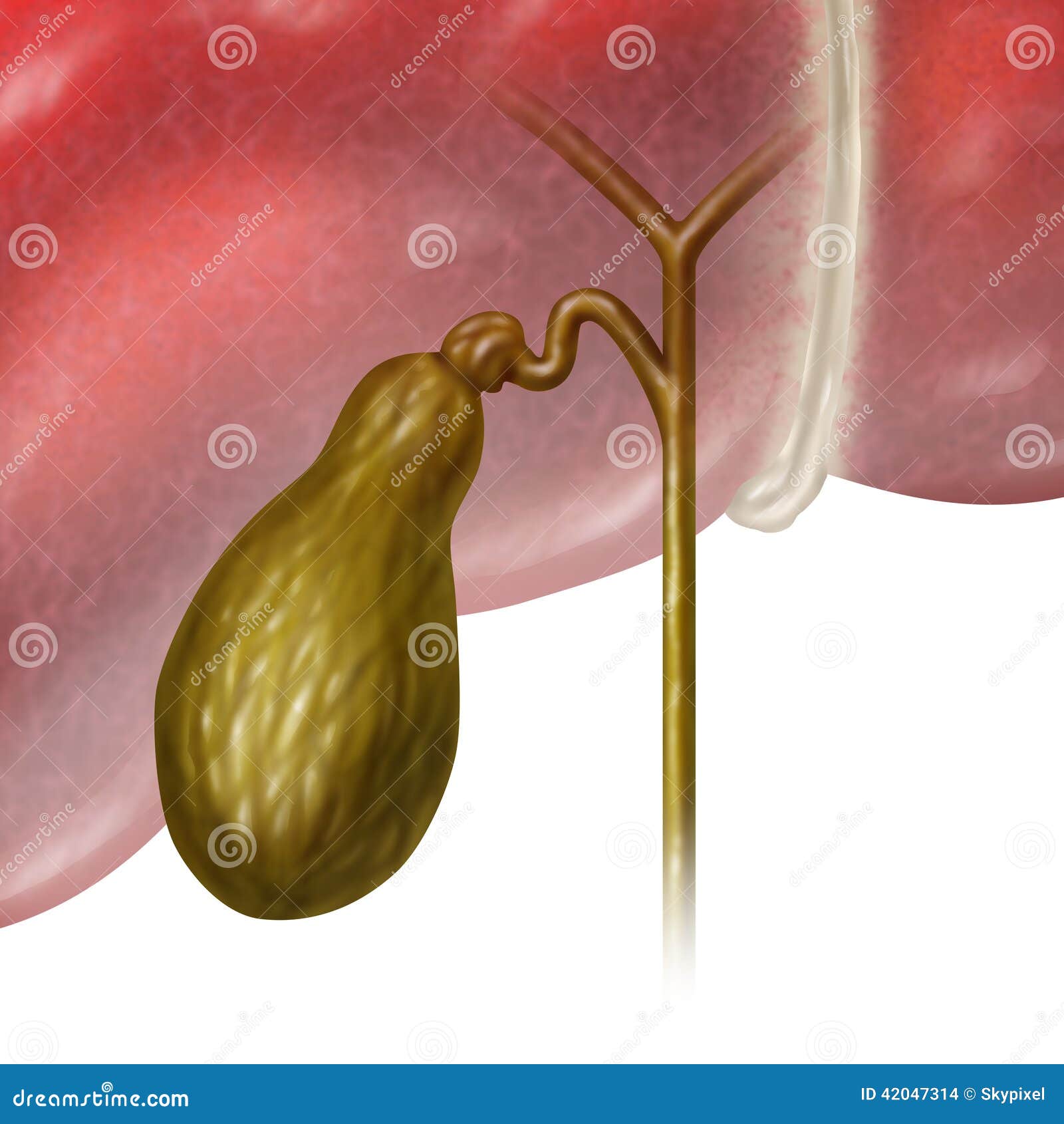 Gallbadder Stock Illustration - Image: 42047314