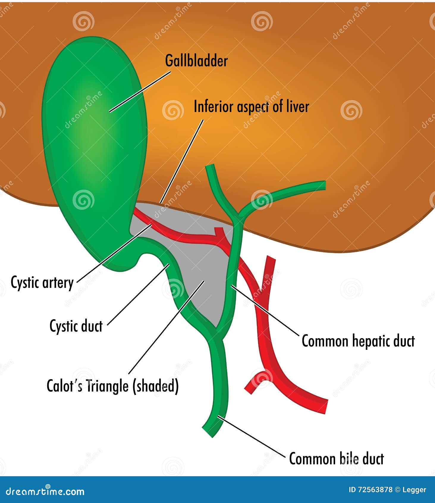 Cystic Duct Anatomy