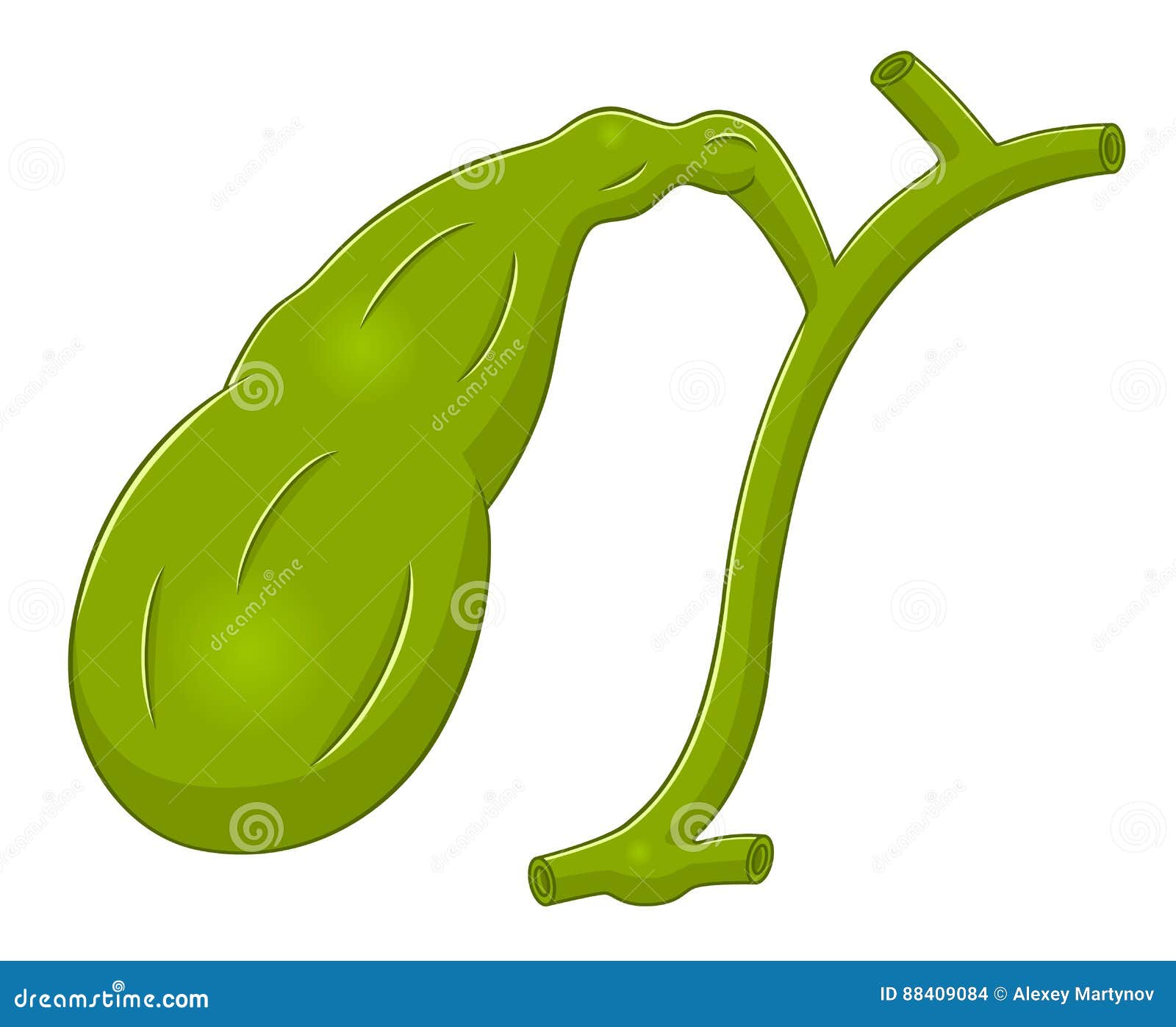 Gallbladder Vector Illustration | CartoonDealer.com #88409084