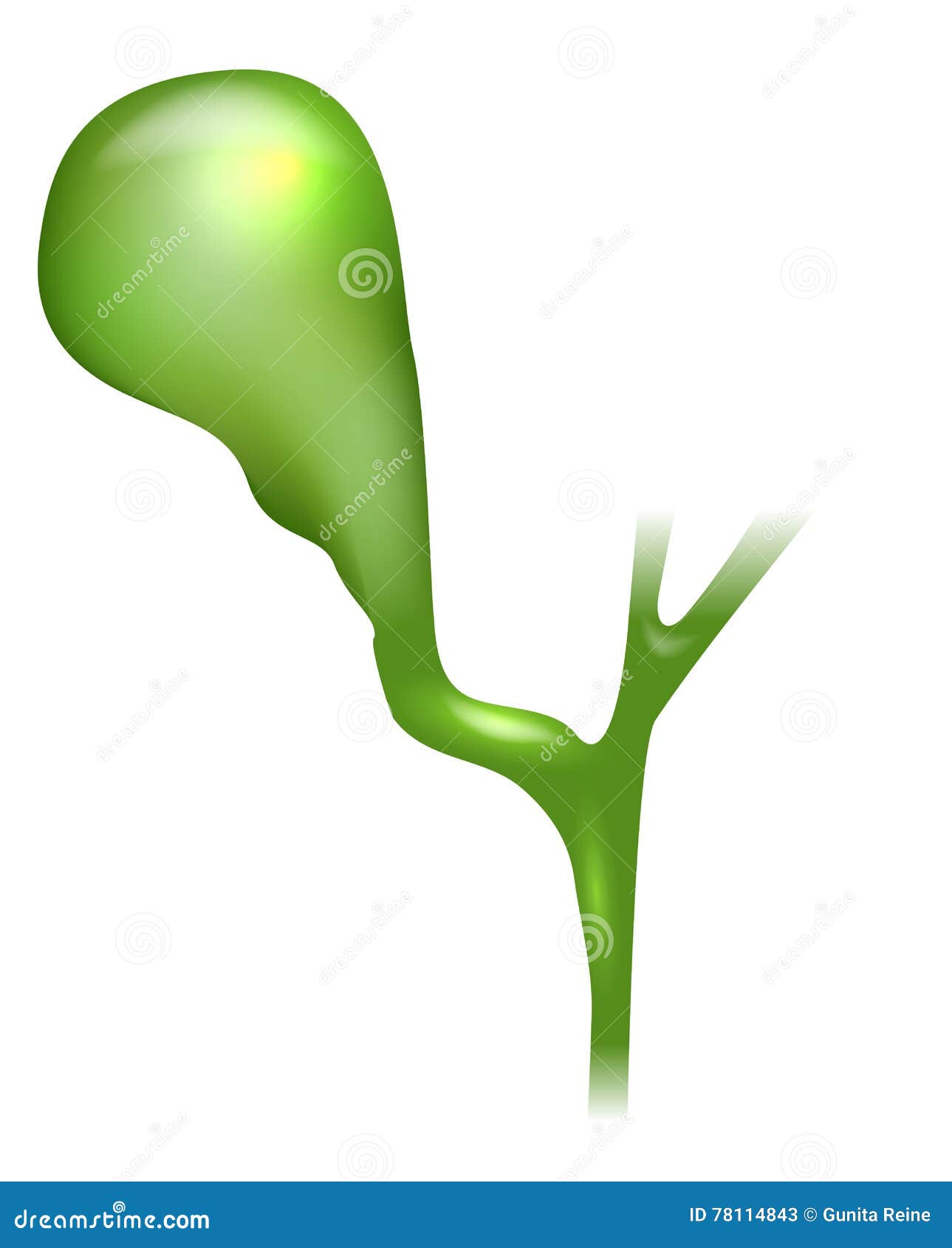 Gallbladder stock vector. Illustration of health, poster - 78114843